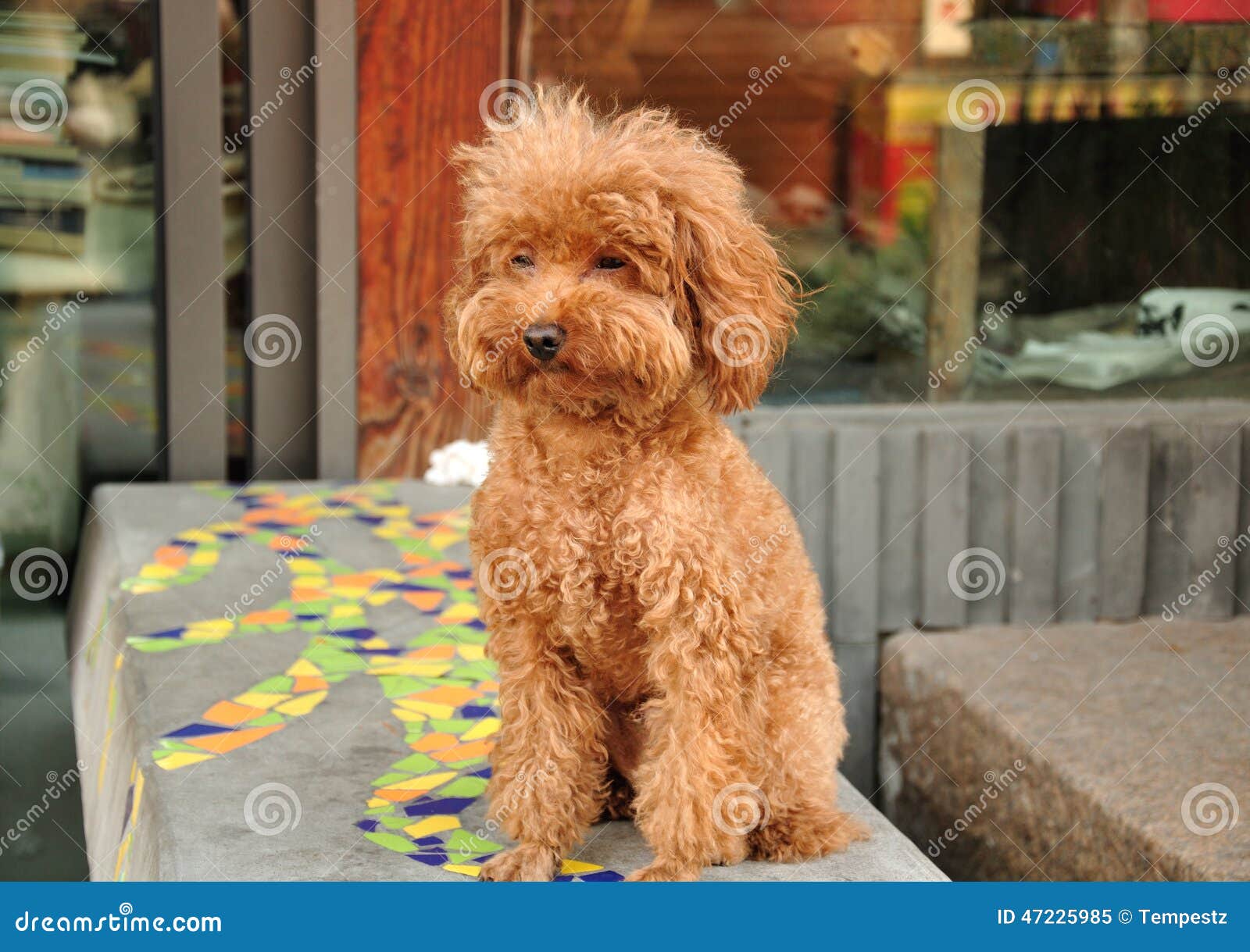 Brown Furry Dog stock image. Image of bench, furry, animal - 47225985