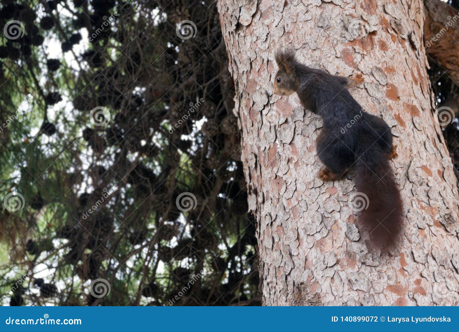 A Brown Furry Squirrel Sits on a Large Pine Tree in a Park. Cute Rodent ...