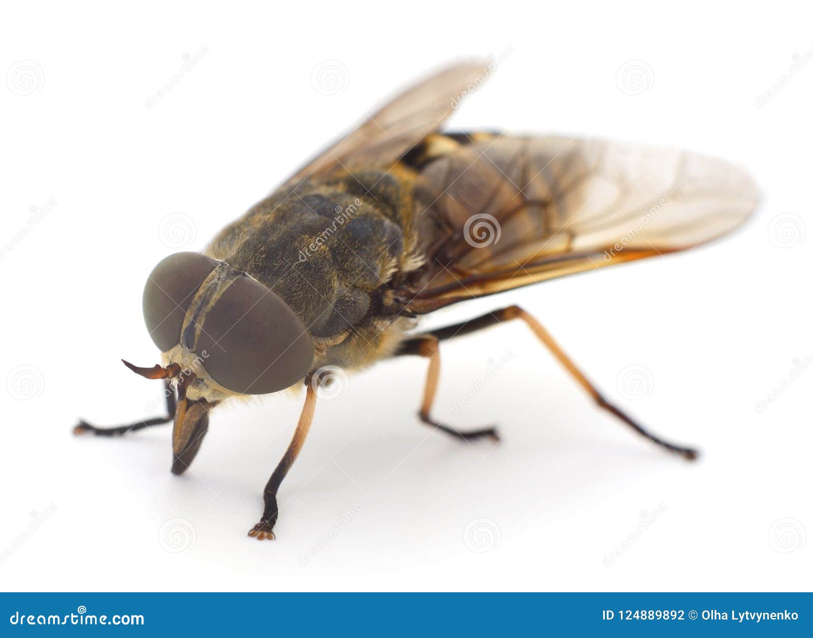 Brown gadfly isolated. stock photo. Image of insect - 124889892