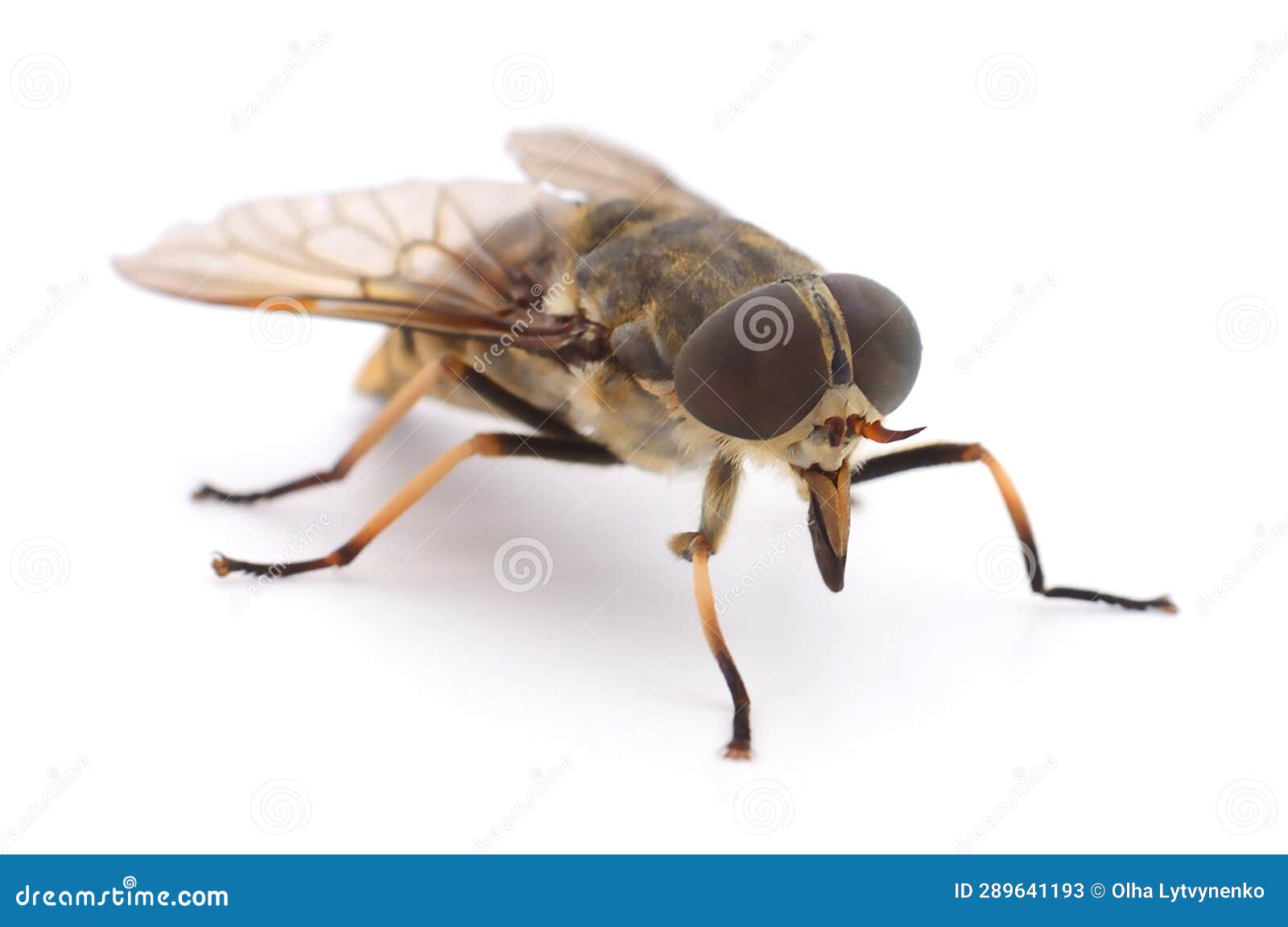 Brown gadfly isolated stock image. Image of large, horsefly - 289641193