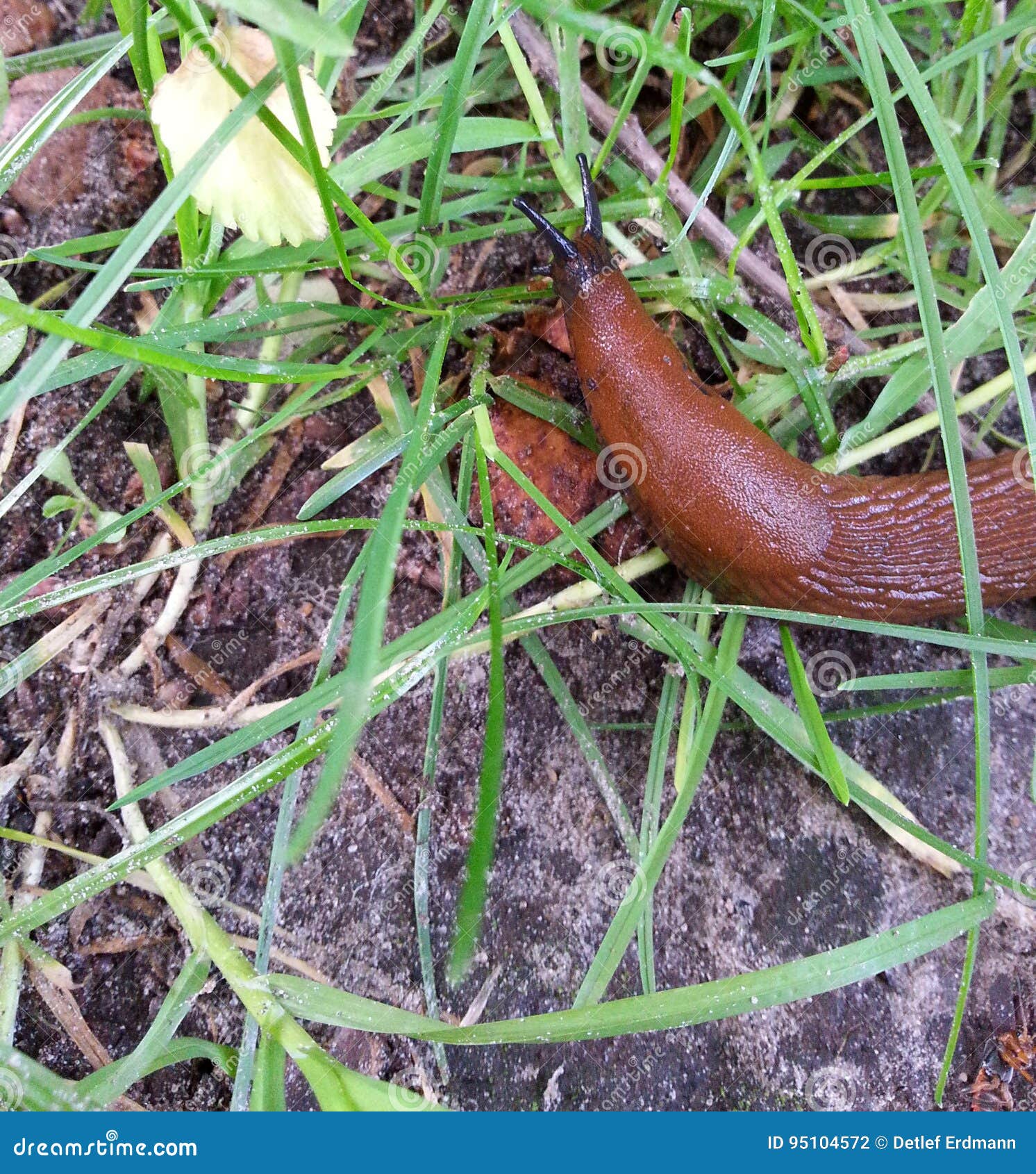 Brown garden slug stock photo. Image of back, summer - 95104572