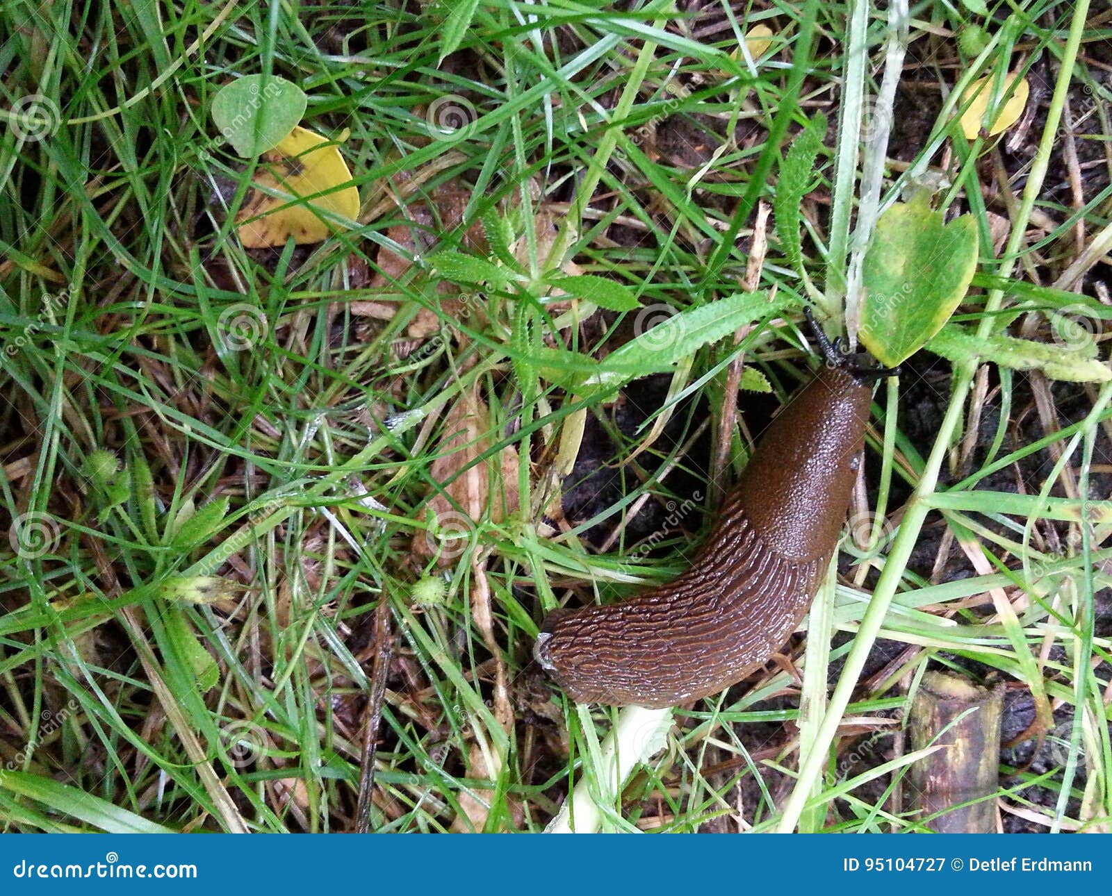 Brown Garden Slug Underway in Grass Stock Image - Image of grass, brown ...