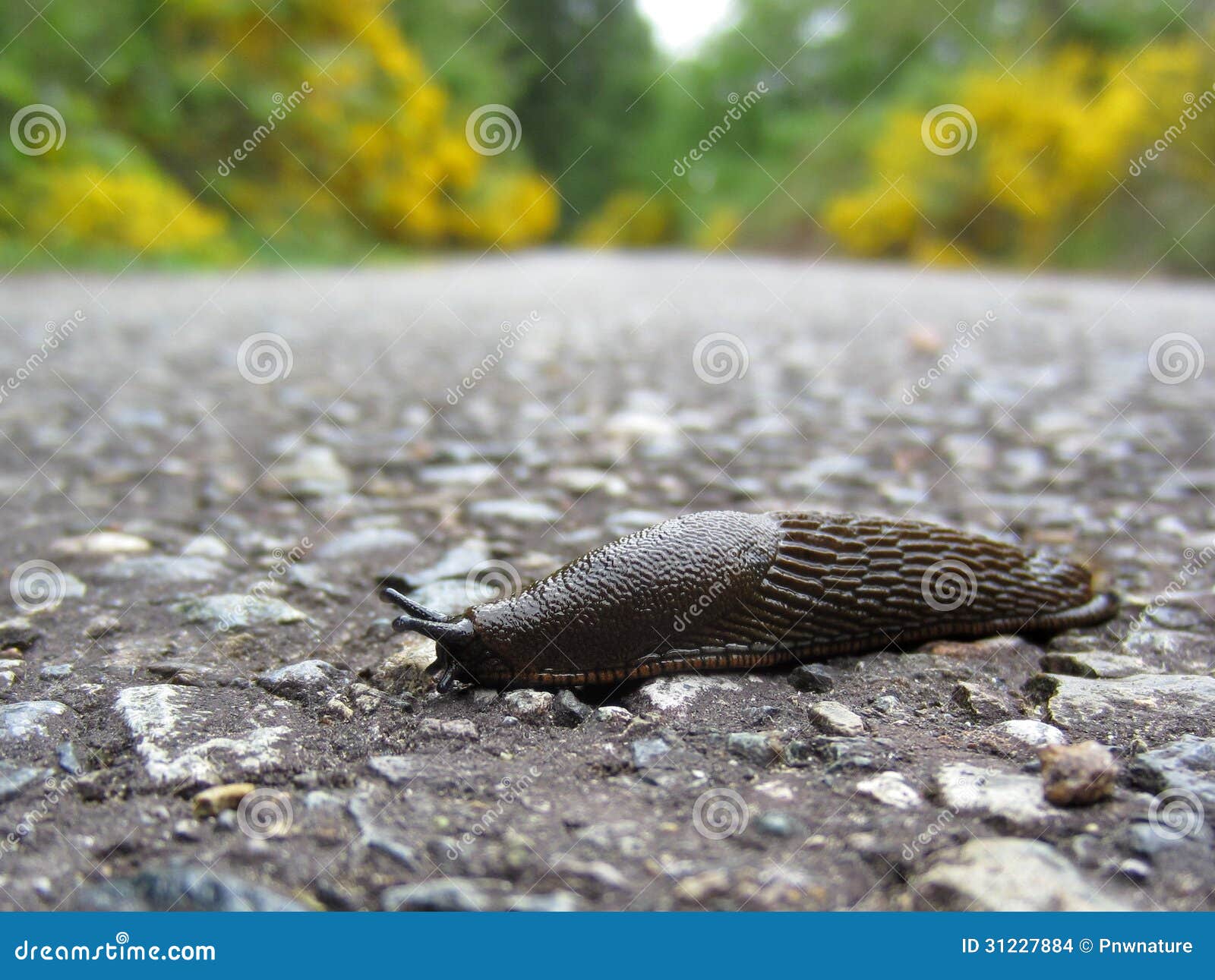Brown Garden Slug stock photo. Image of gardening, wild - 31227884