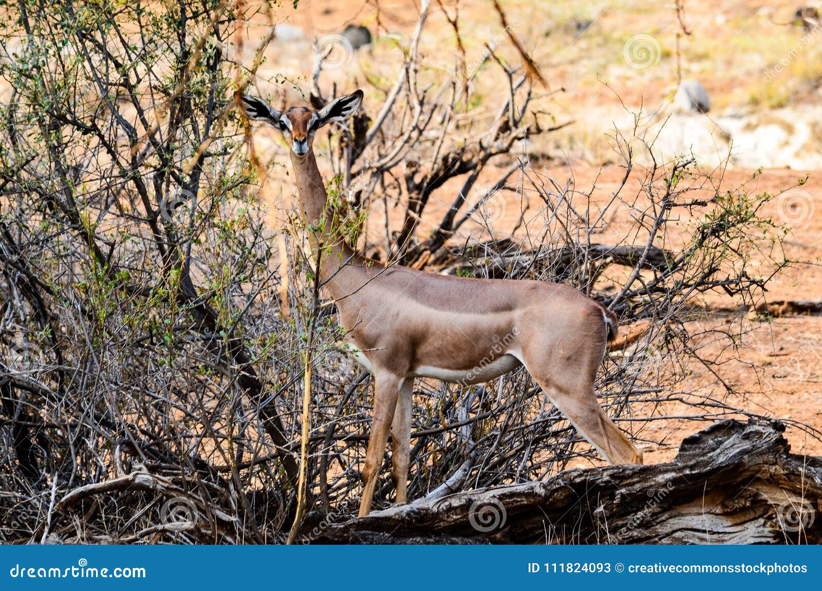 Brown Gazelle Picture. Image: 111824093