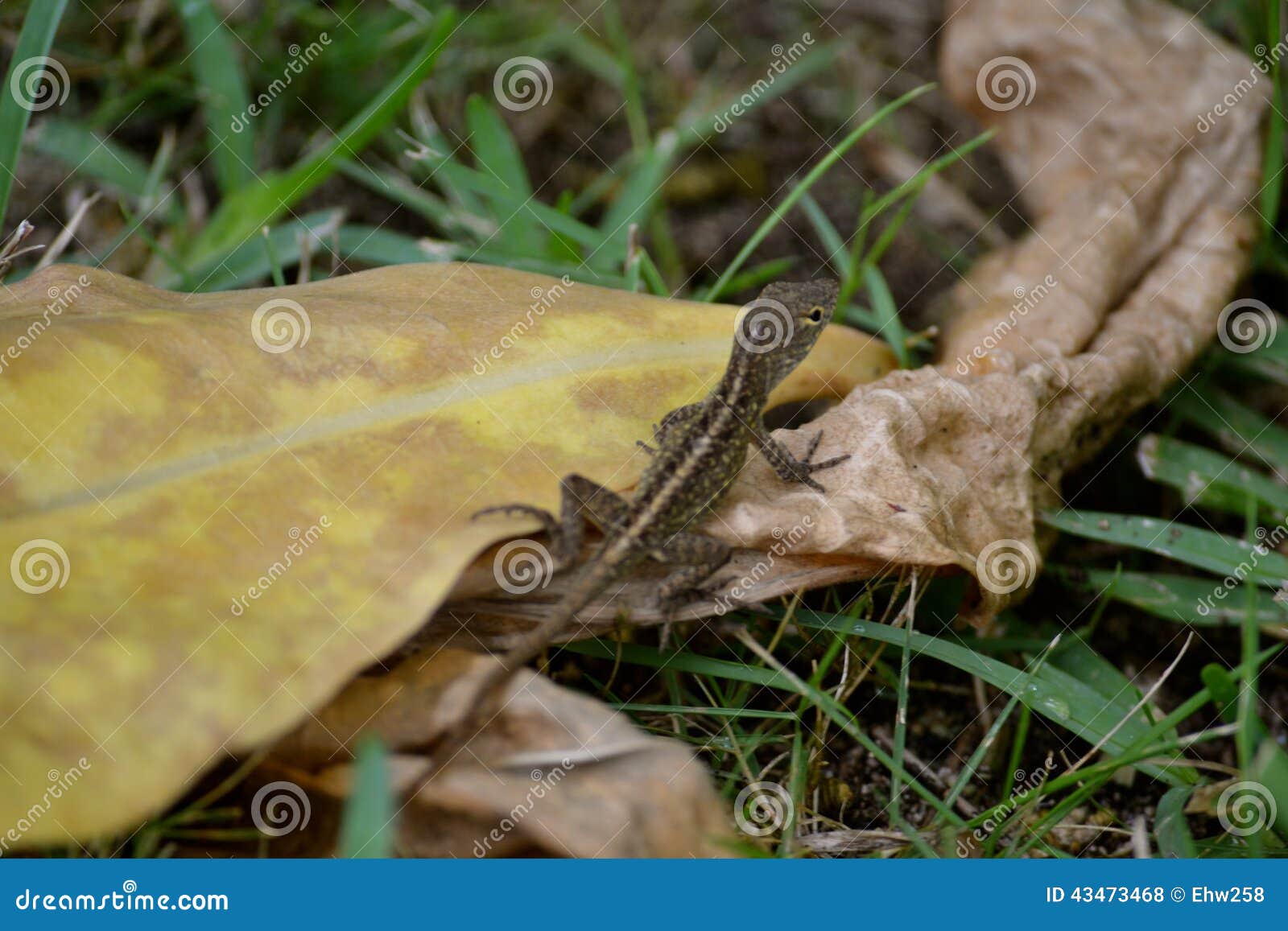 Brown Gecko on Leaf stock photo. Image of gecko, eyes - 43473468