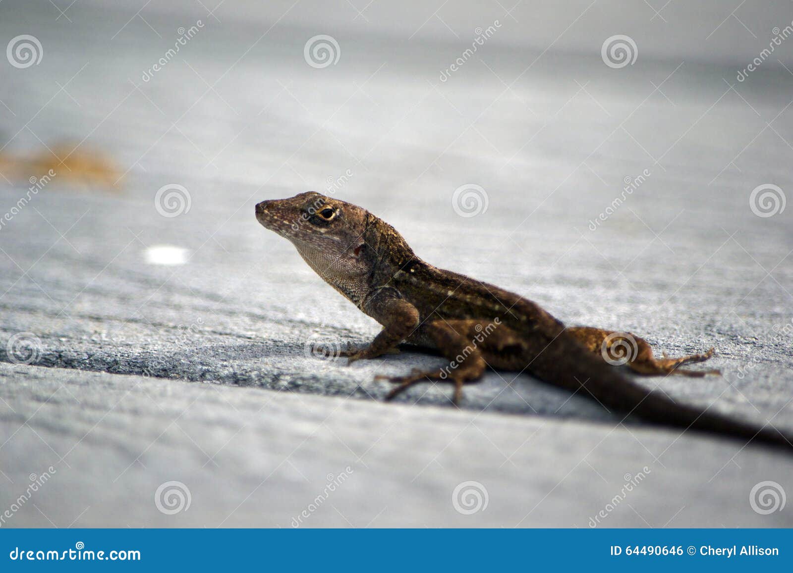 Brown Gecko in the Sun on a Boardwalk Stock Photo - Image of wooden ...