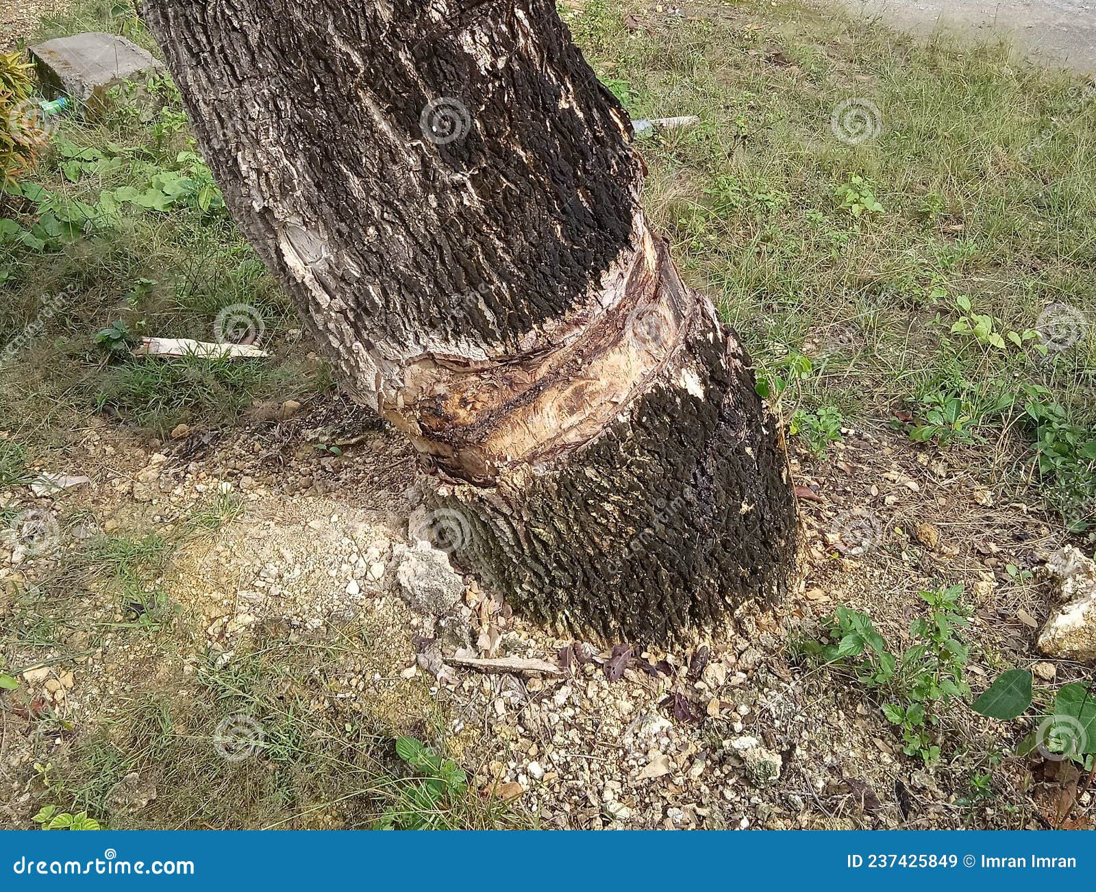 A Brown Gerseng Tree, Whose Trunk Has Been Sliced â€‹â€‹with a Machete ...
