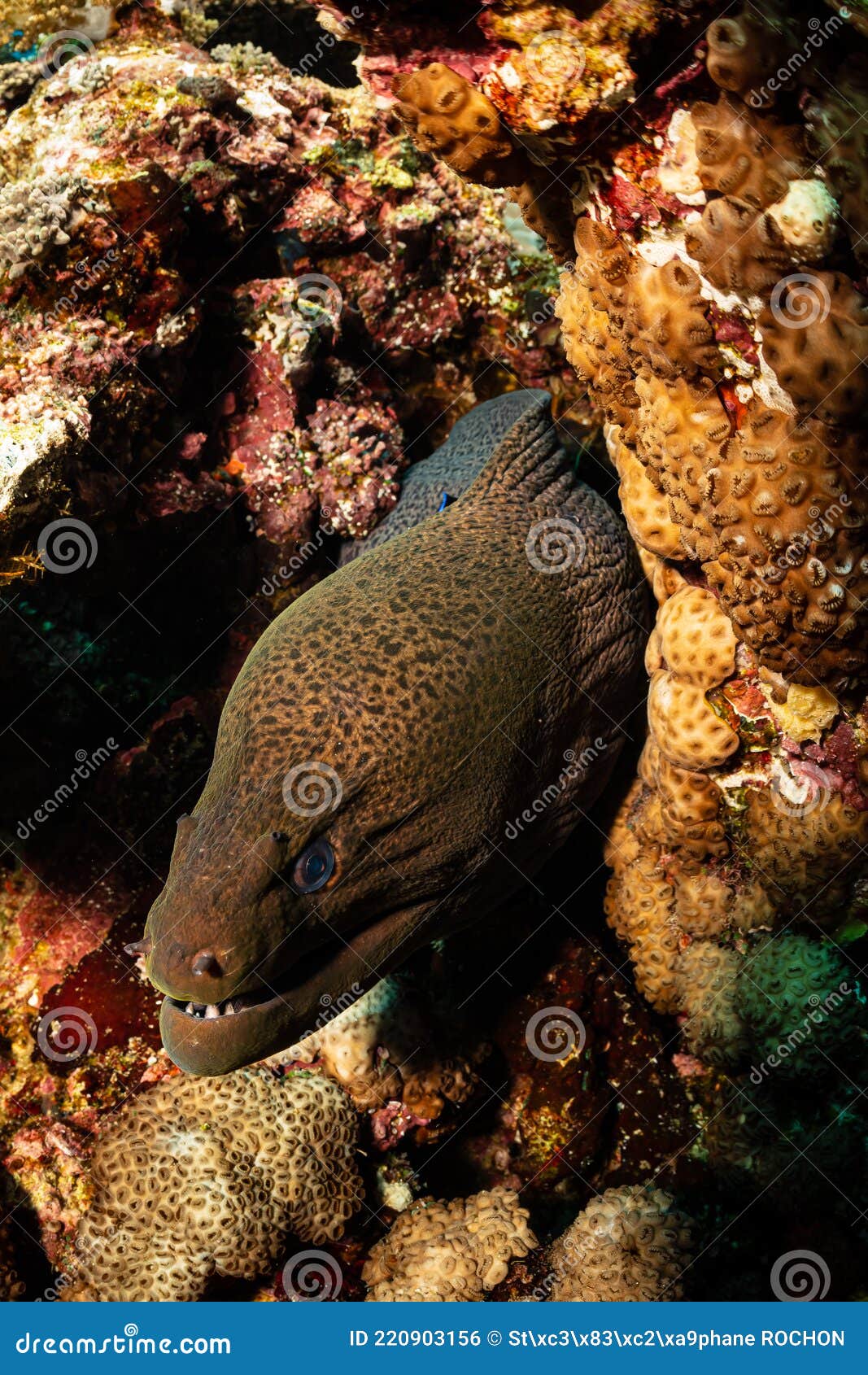 Brown Giant Moray on Reef with Cleaning Wrasse Stock Photo - Image of ...