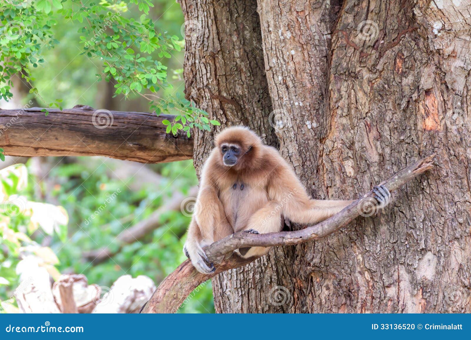 Brown Gibbon Sitting on Tree Stock Photo - Image of tree, wild: 33136520