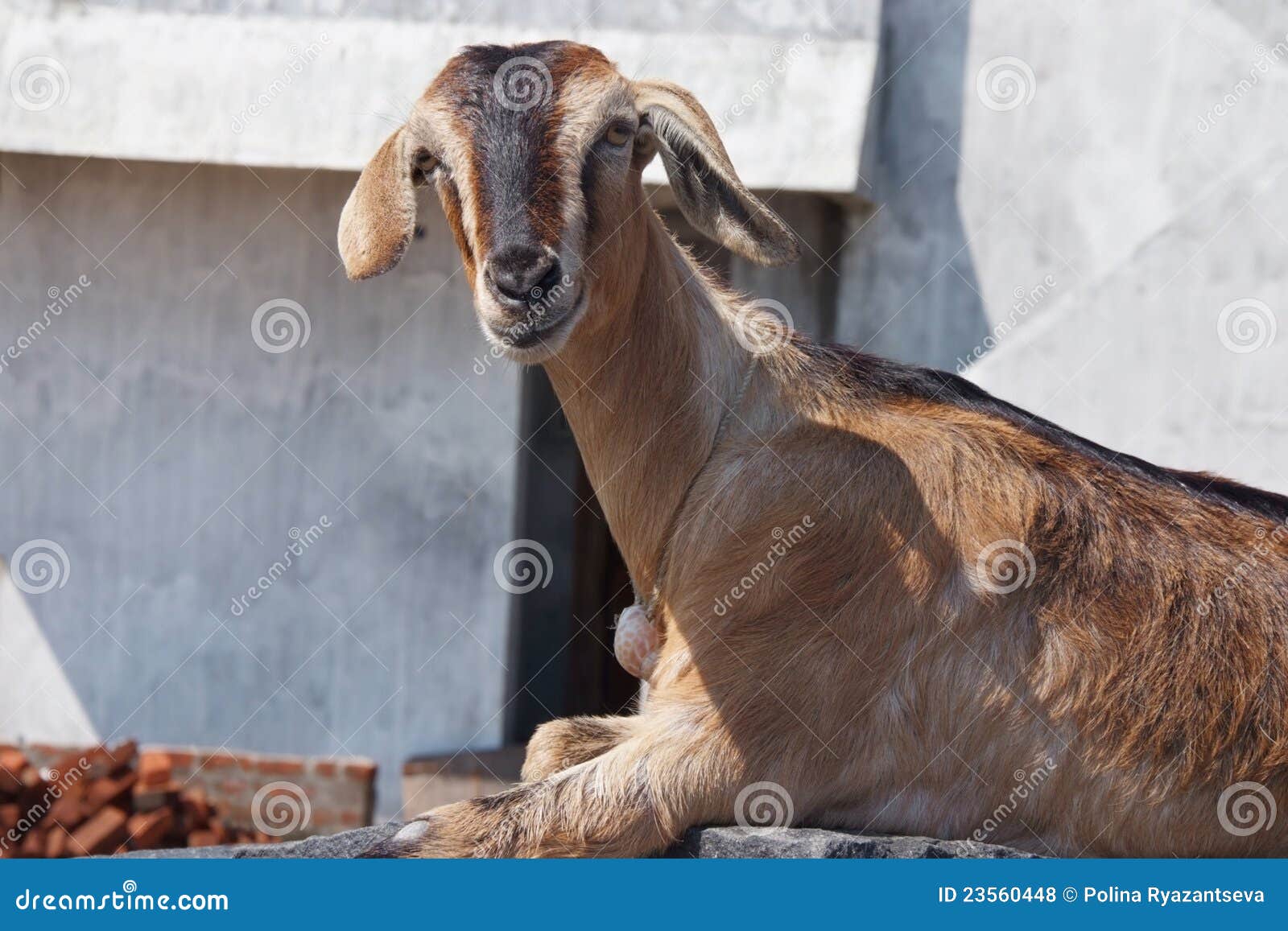 Brown goat stock photo. Image of animal, agriculture - 23560448