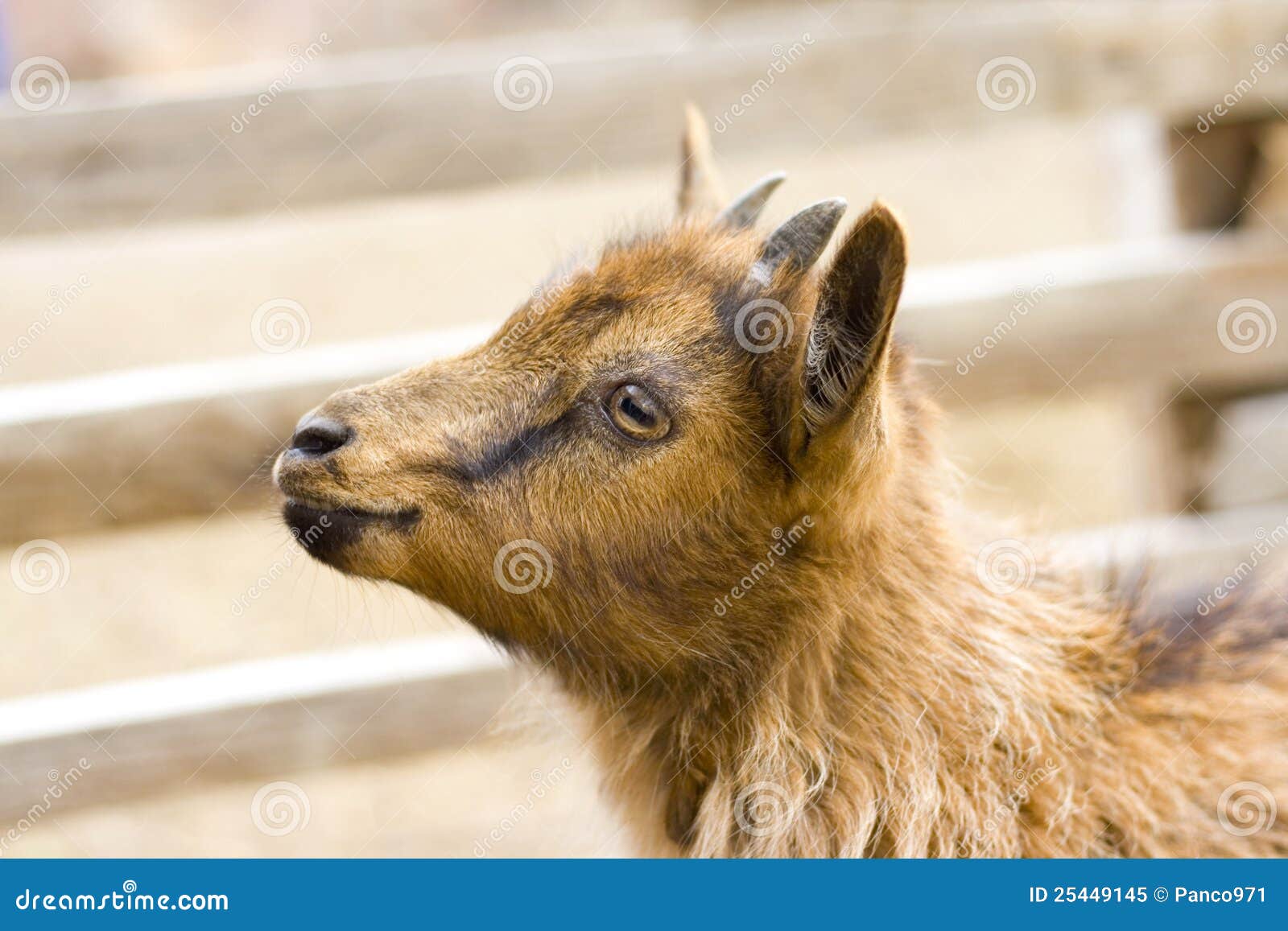 Brown goat stock image. Image of farming, female, animal - 25449145