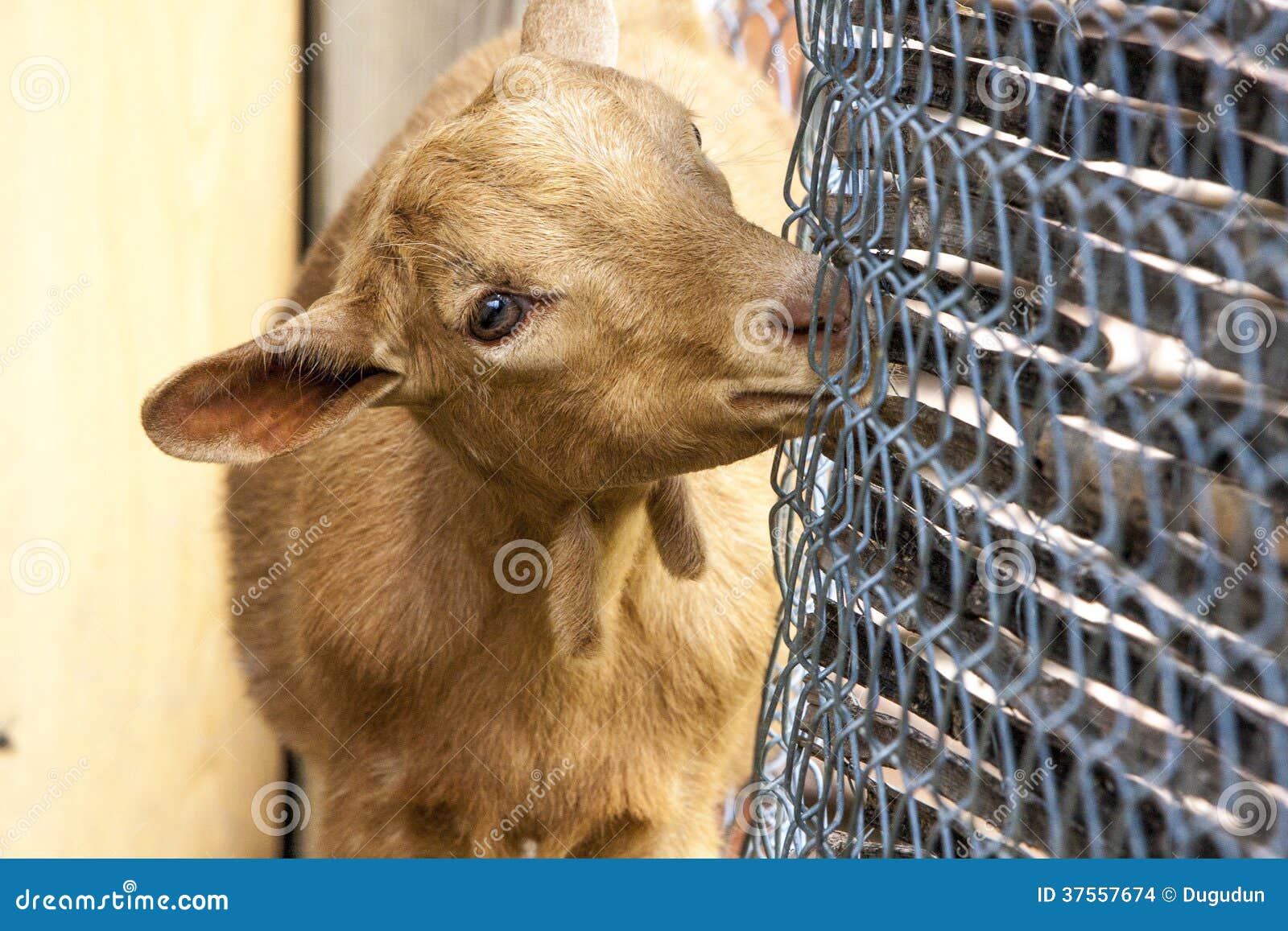 Brown goat stock photo. Image of little, grille, farm - 37557674