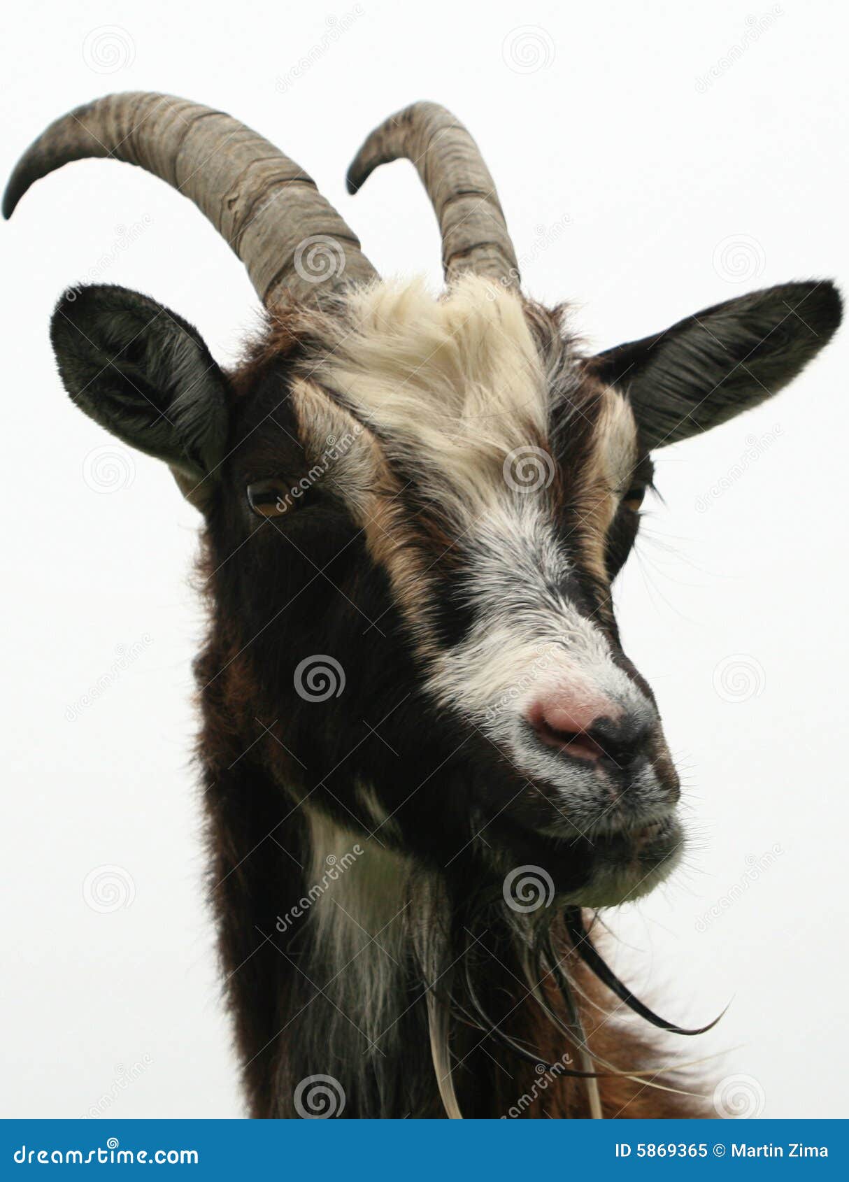 Brown Goat stock image. Image of brown, horn, goat, leave - 5869365
