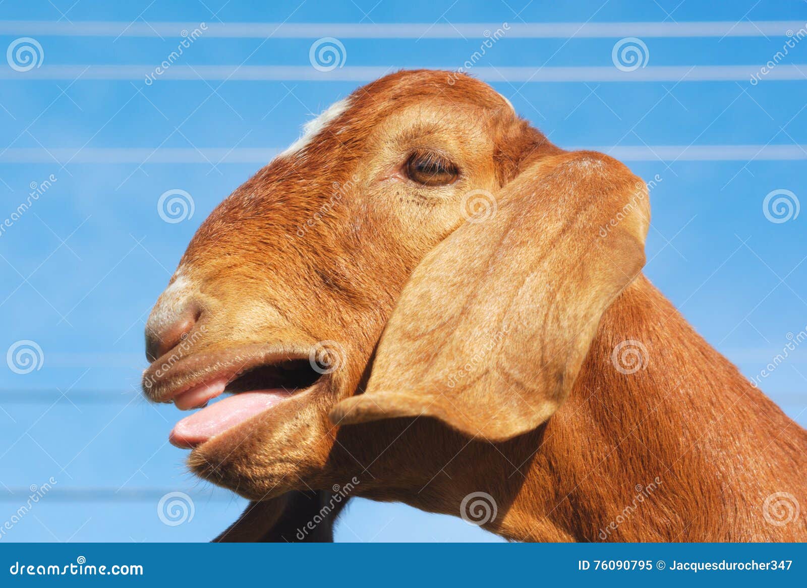 Brown Goat Bleating on Blue Sky Stock Image - Image of bleating, meadow ...