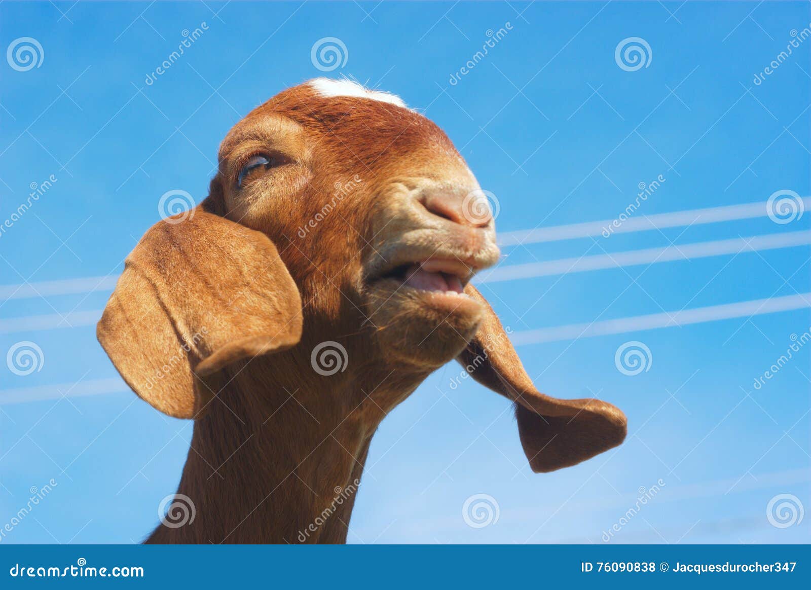 Brown Goat Bleating on Blue Sky Stock Photo - Image of meadow, milk ...