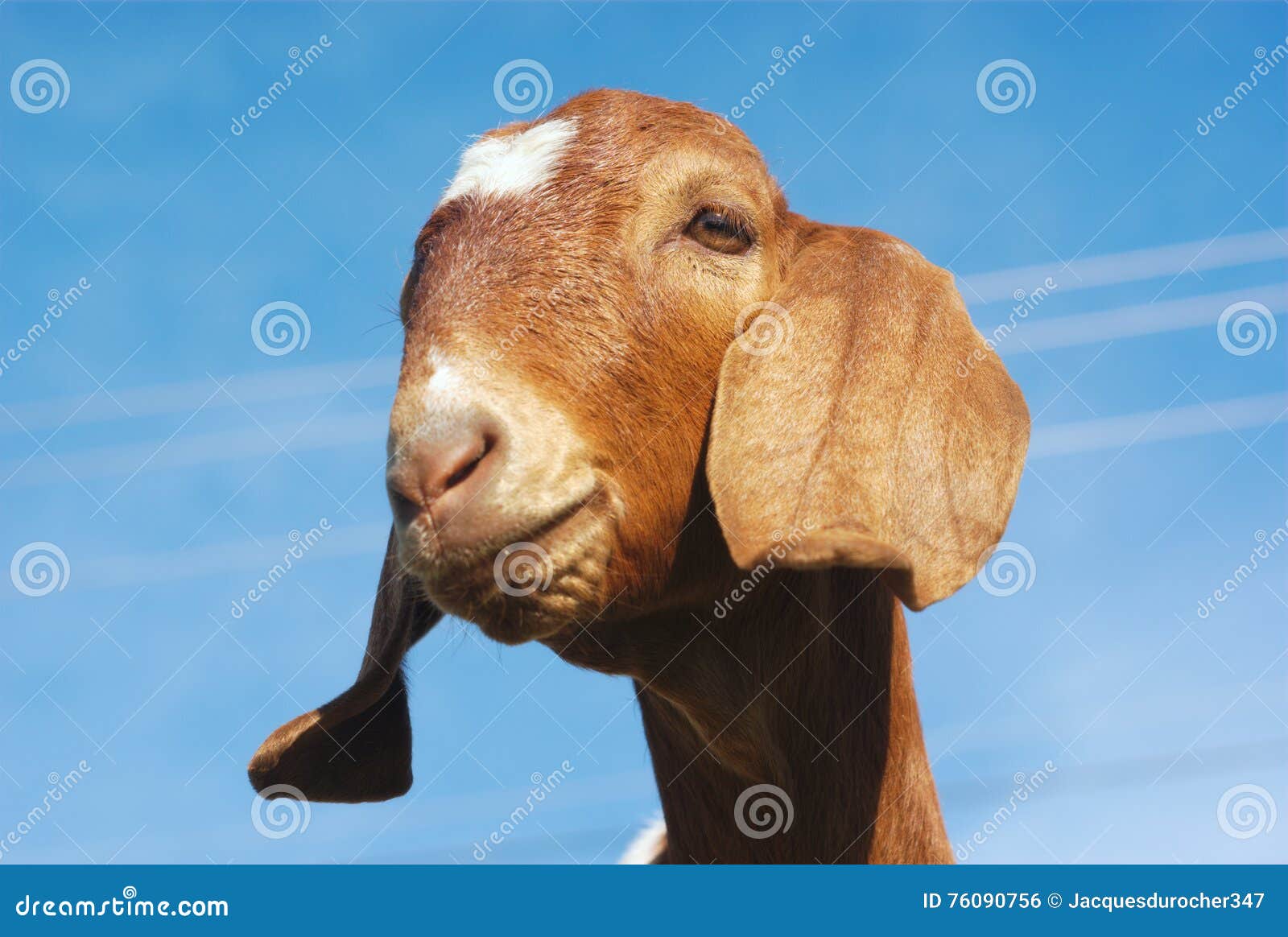 Brown goat on blue sky stock photo. Image of country - 76090756