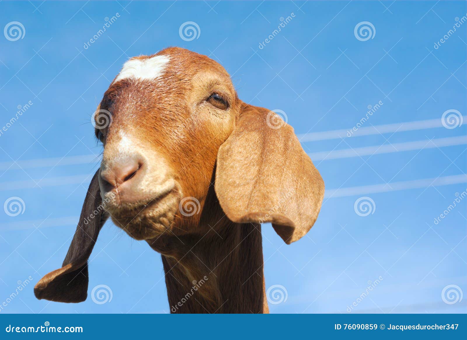 Brown goat on blue sky stock image. Image of nose, blue - 76090859