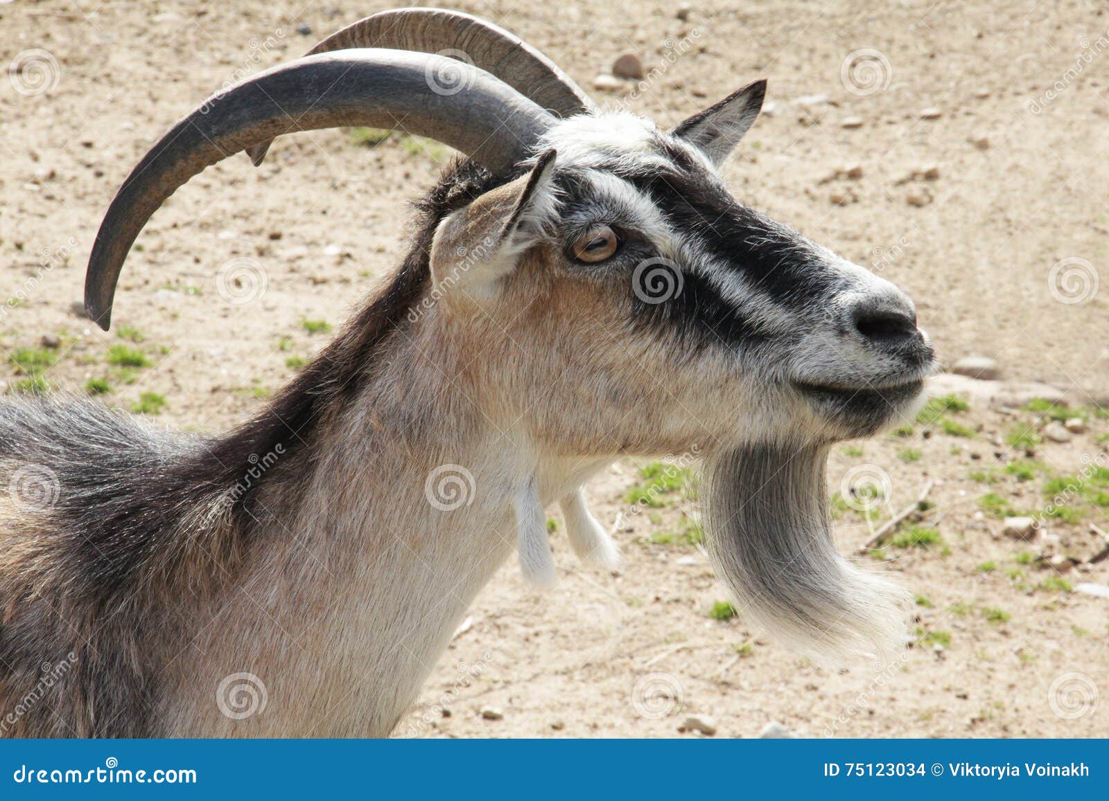 Brown Goat Close Up Portrait Stock Photo - Image of close, farm: 75123034
