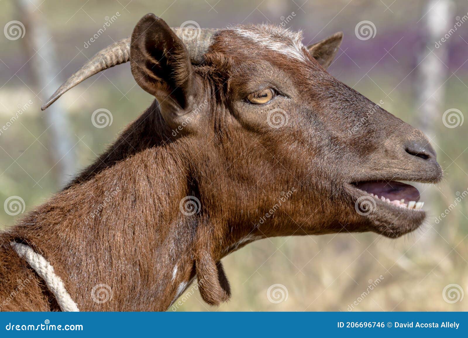 Brown goat stock photo. Image of mammal, domestic, nature - 206696746