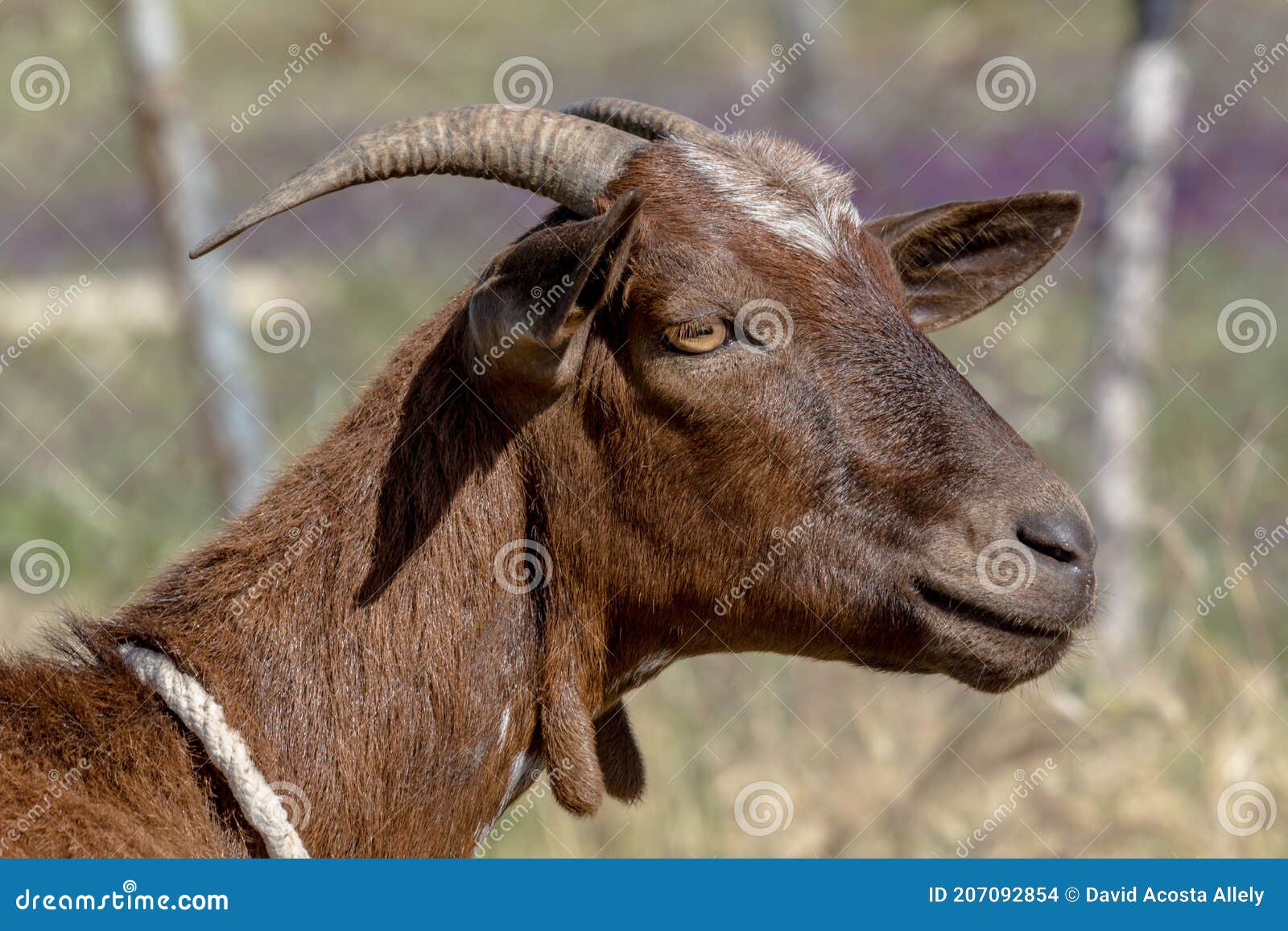 Brown goat stock photo. Image of grass, ears, field - 207092854