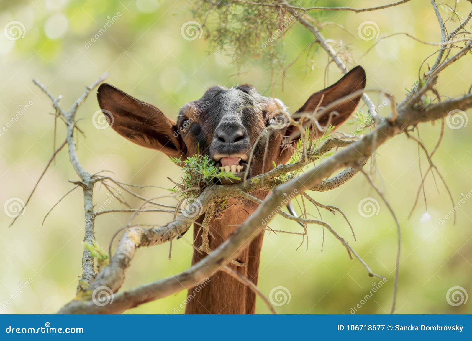 A Brown Goat is Eating Leaves from a Branch Stock Image - Image of ...