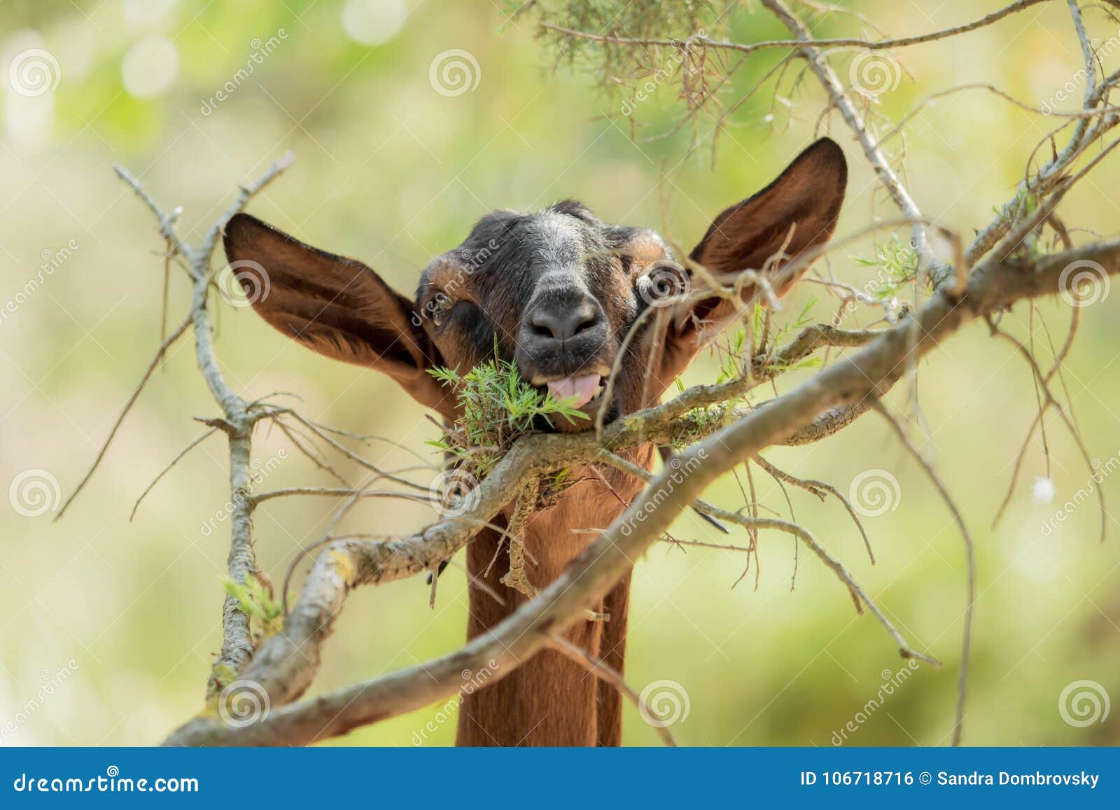 A Brown Goat is Eating Leaves from a Branch Stock Photo - Image of ...