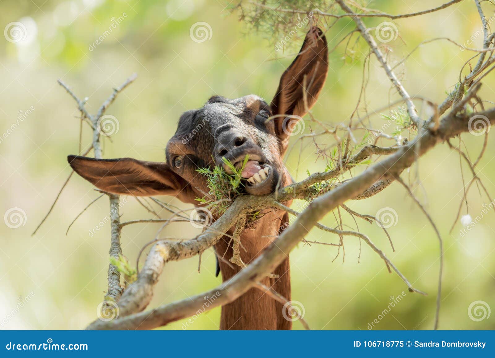 A Brown Goat is Eating Leaves from a Branch Stock Image - Image of ...