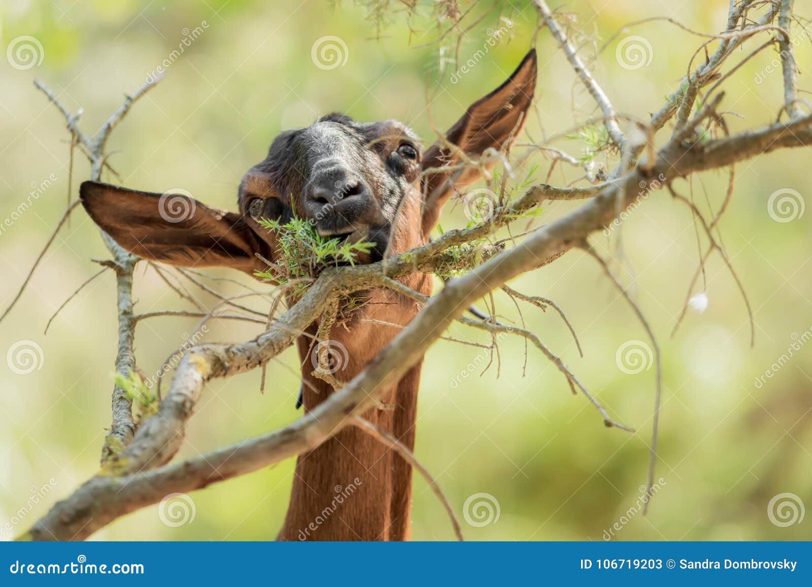 A Brown Goat is Eating Leaves from a Branch Stock Image - Image of hoof ...