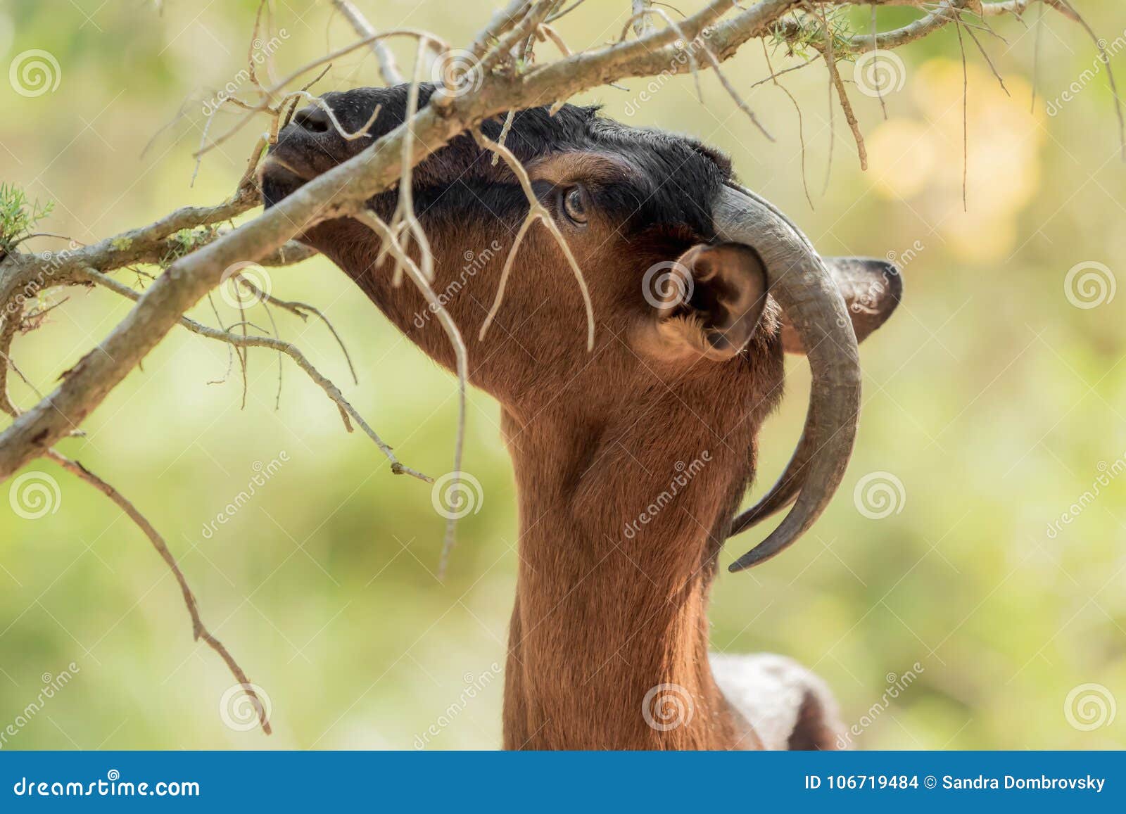 A Brown Goat is Eating Leaves from a Branch Stock Photo - Image of ...