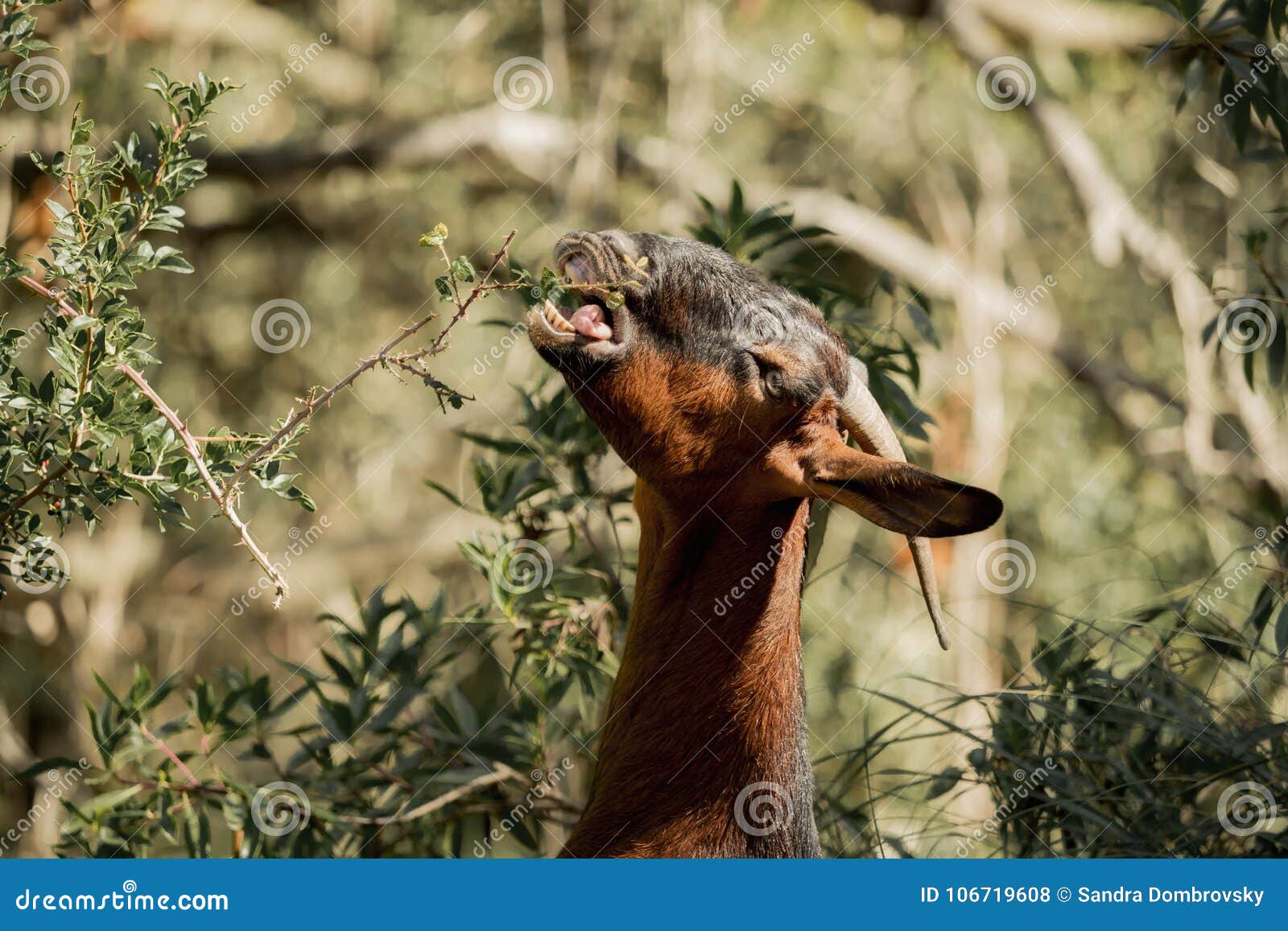 A Brown Goat is Eating Leaves from a Branch Stock Photo - Image of ...
