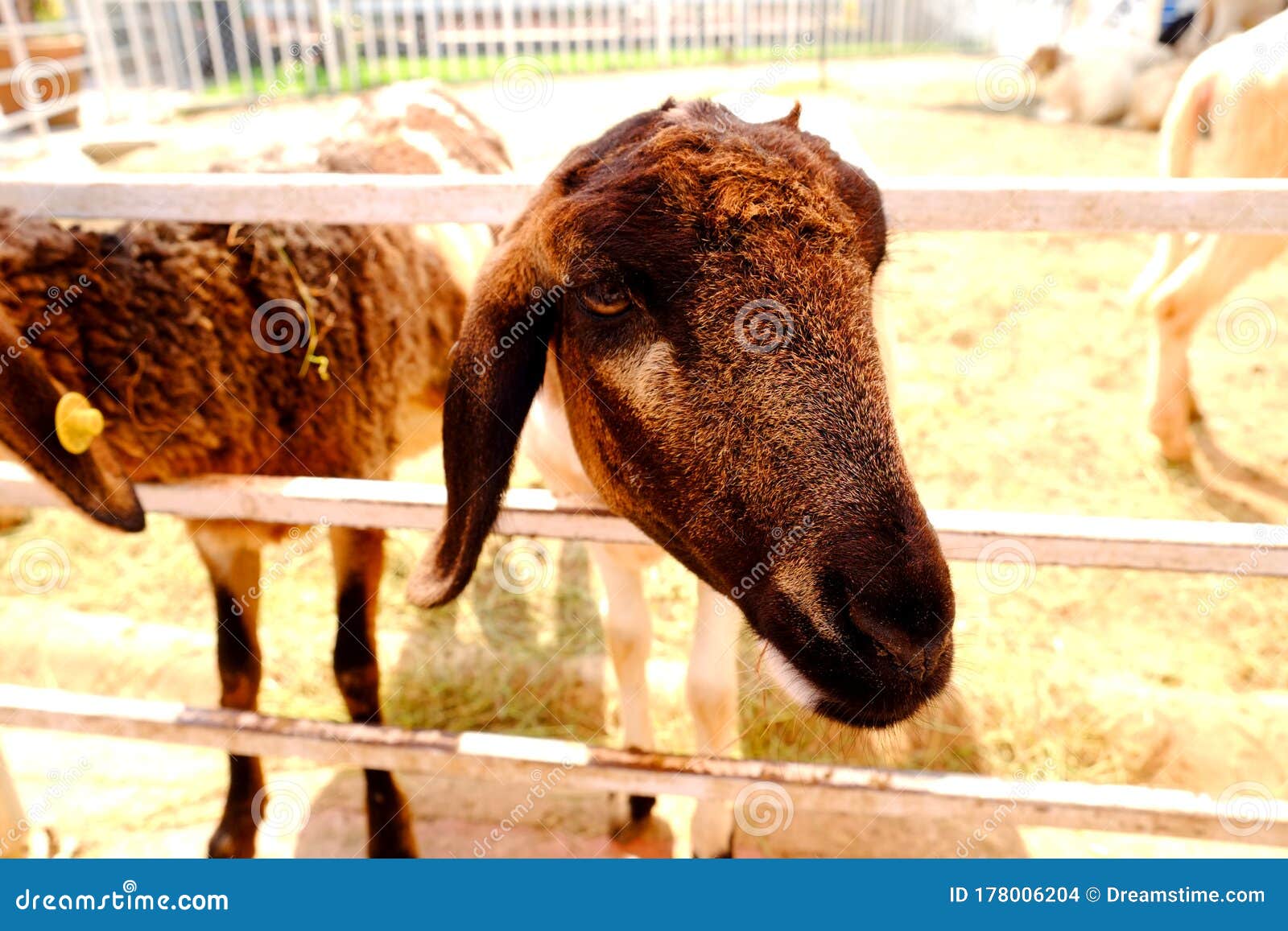 Brown Goat Face in the Fence Stock Photo - Image of domestic, milk ...