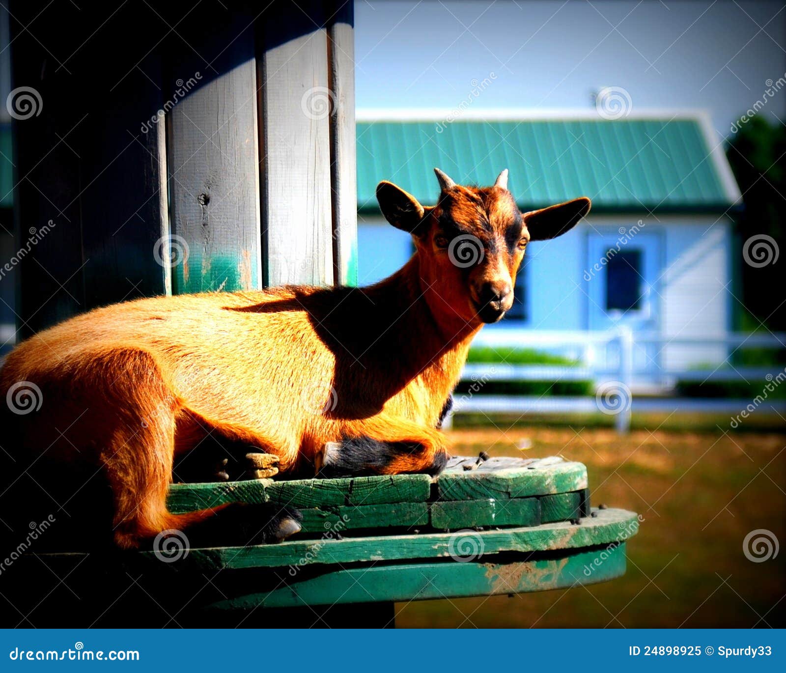Brown Goat on a Farm stock image. Image of farm, life - 24898925
