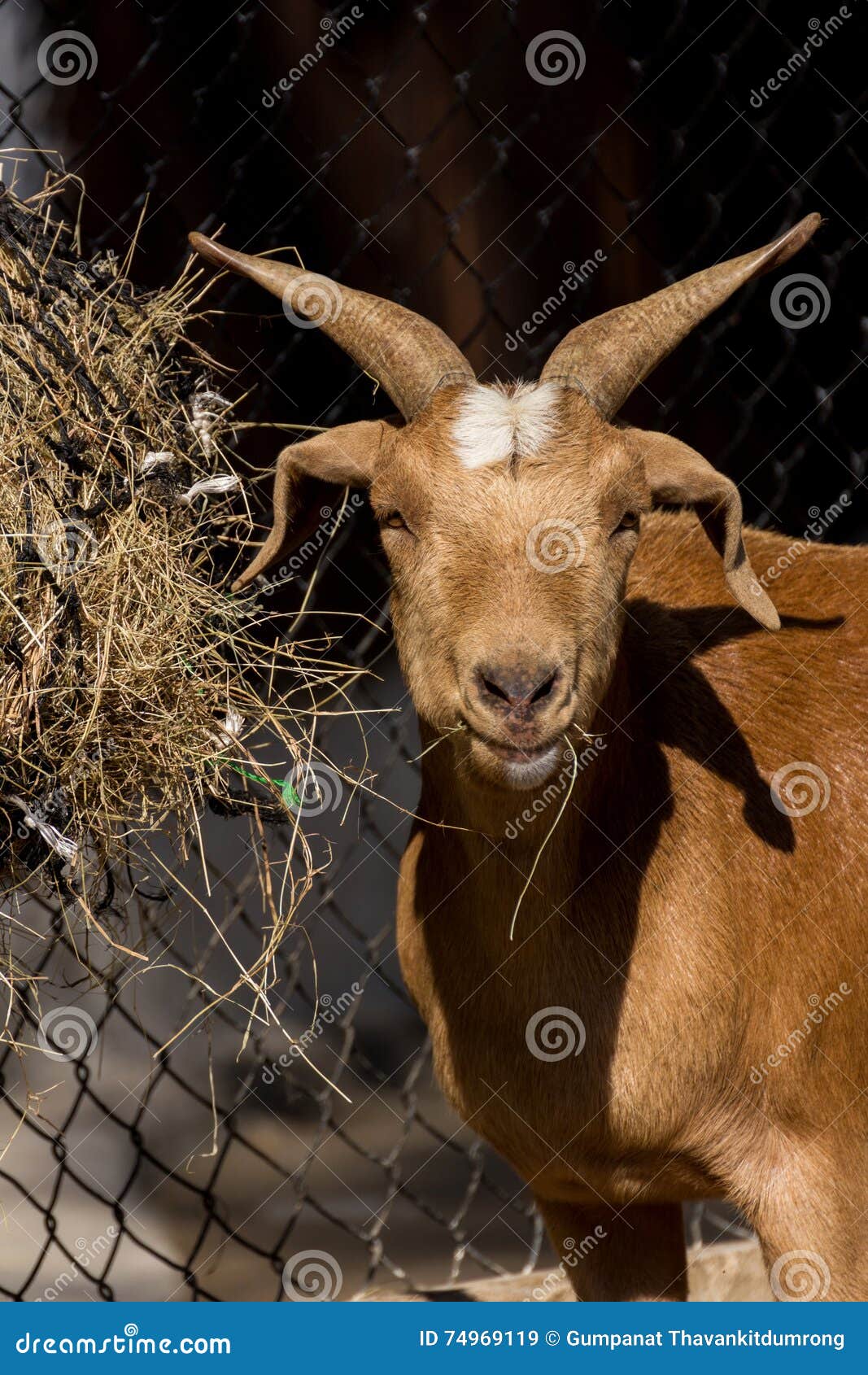 Brown Goat in Farm. Agriculture Concept Stock Image - Image of baphomet ...