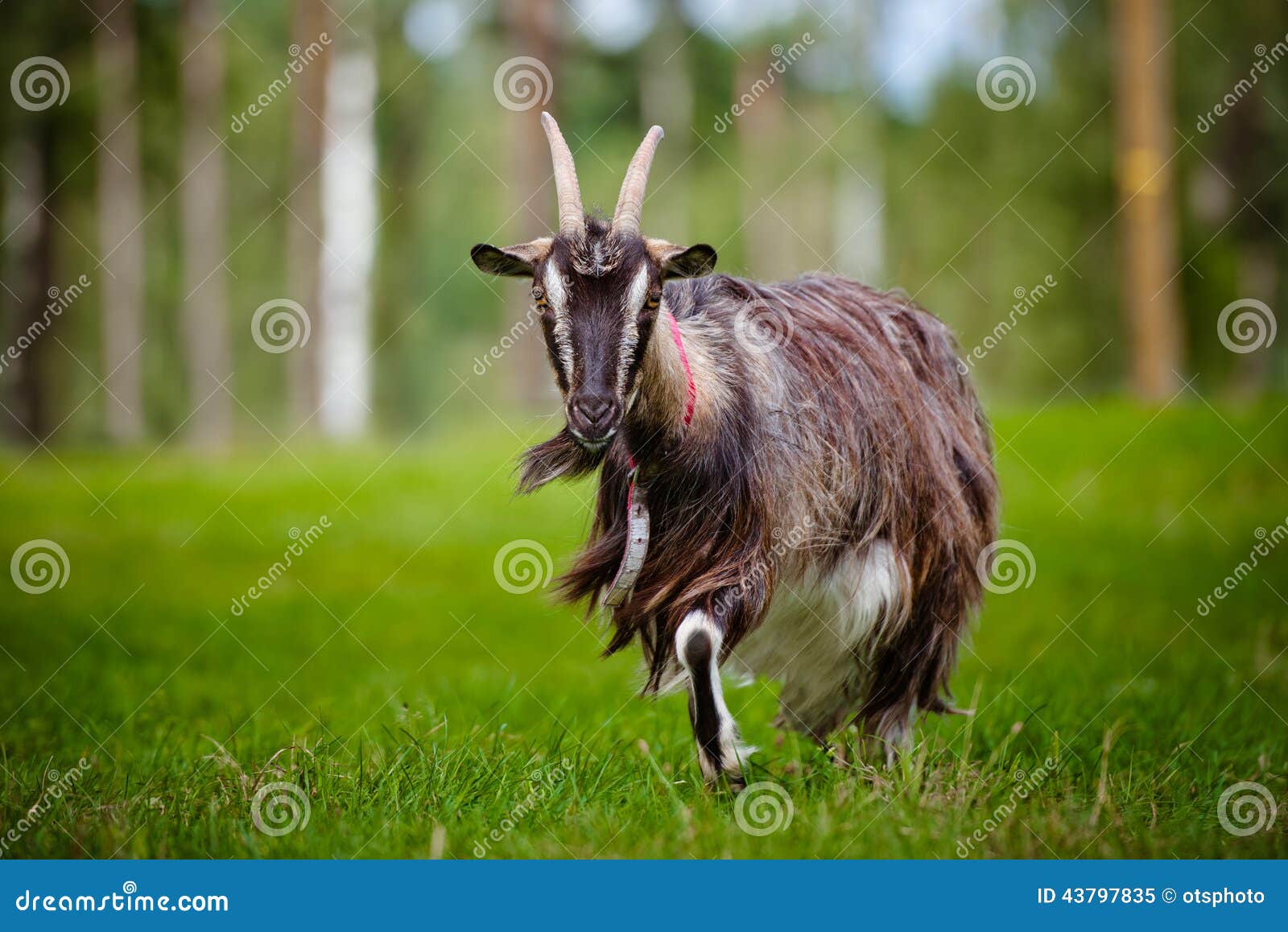Brown goat on a field stock image. Image of collar, goat - 43797835