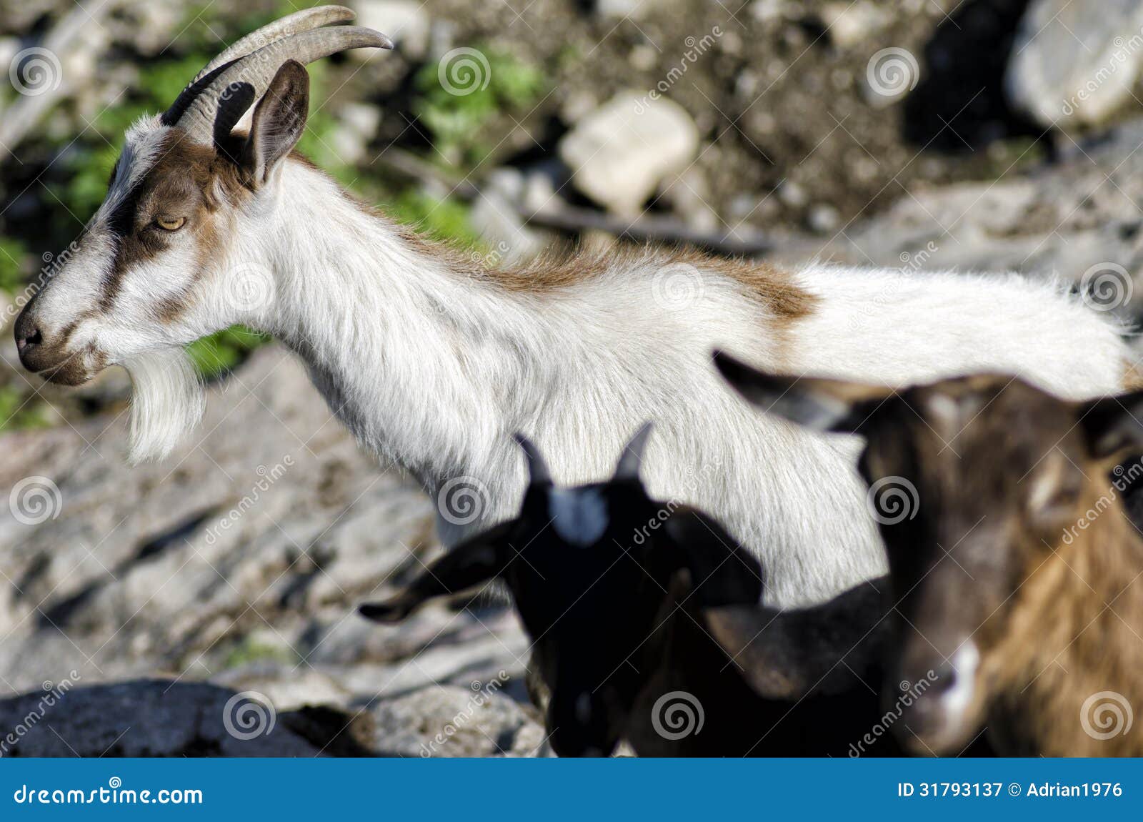 Brown goat in flock stock image. Image of rocks, summer - 31793137
