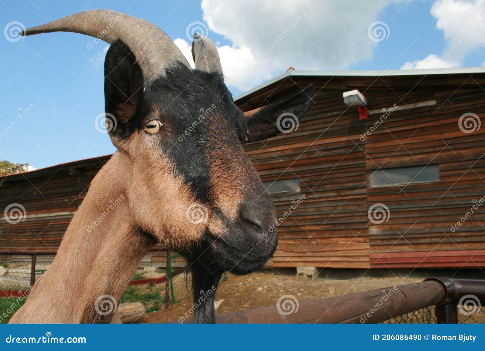 The Brown Goat Has Horns and is Leaning Against the Fence Stock Photo ...