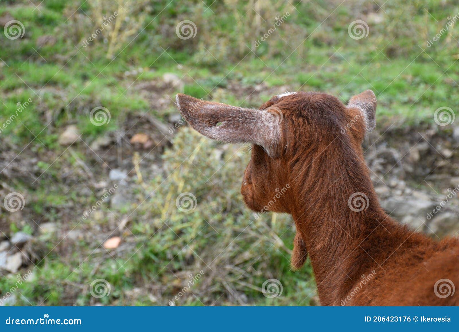 Brown Goat Head from Behind. Stock Photo - Image of female, monkey ...