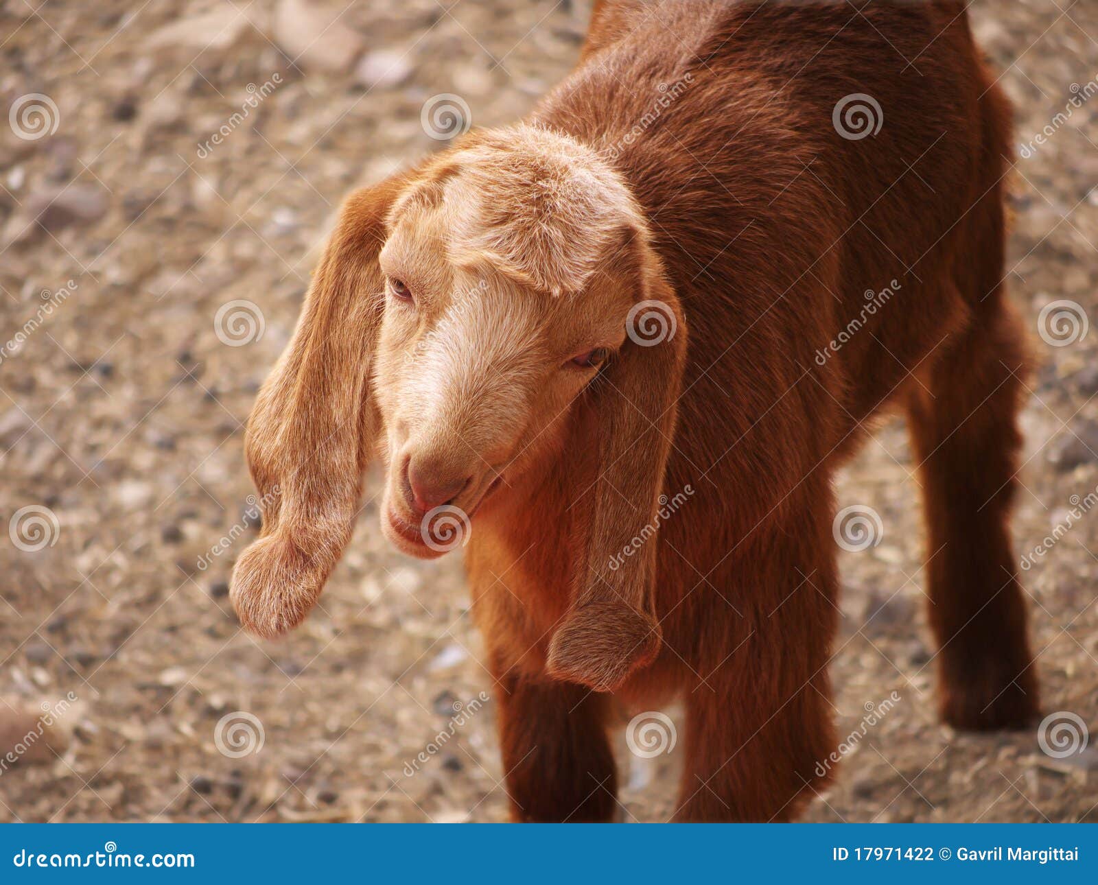 Brown goat kid closeup stock photo. Image of animal, young - 17971422