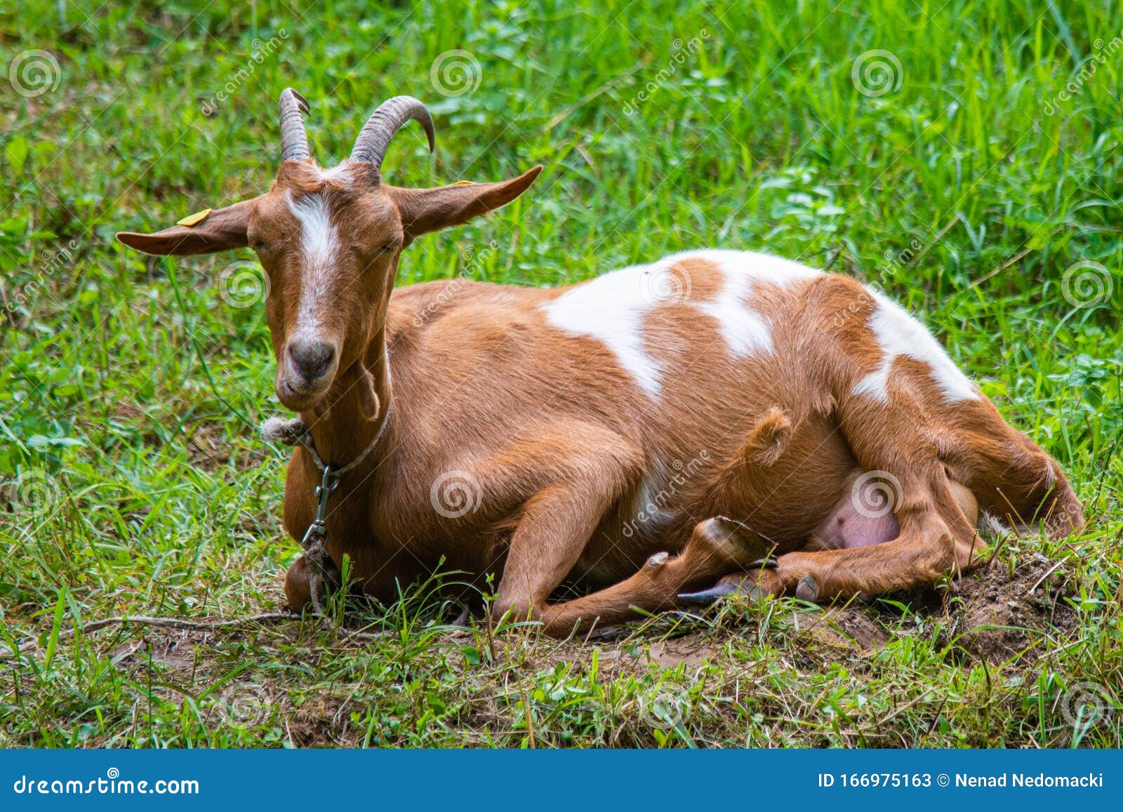 Brown Goat Laying Down on Grass Stock Image - Image of forest, mammal ...
