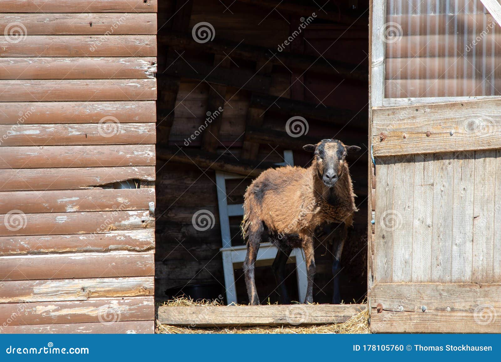 Brown Goat Looks Out of a Goat Stable Stock Photo - Image of ecology ...