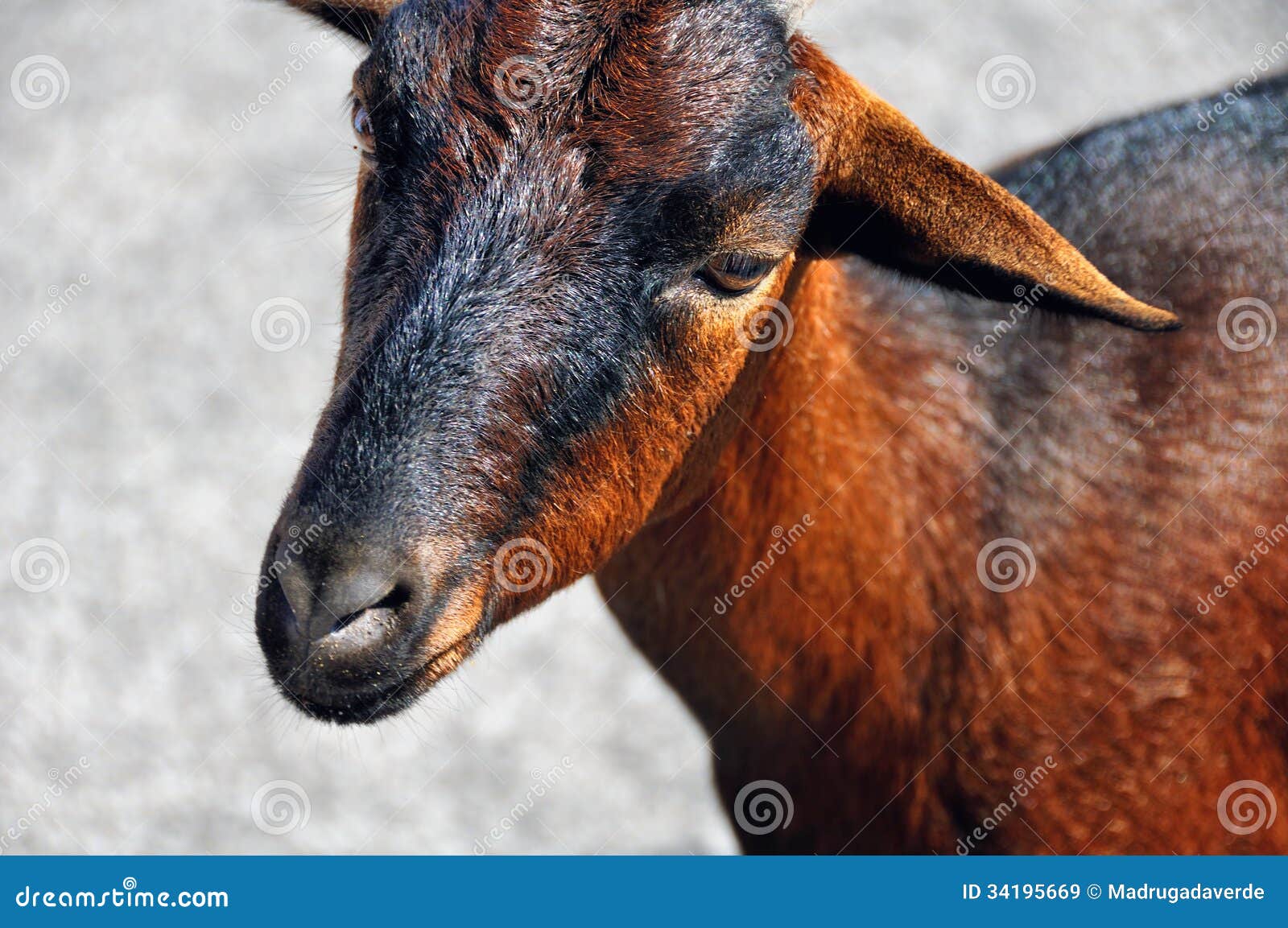 Brown Goat in Majorca, Spain Stock Image - Image of hair, summer: 34195669