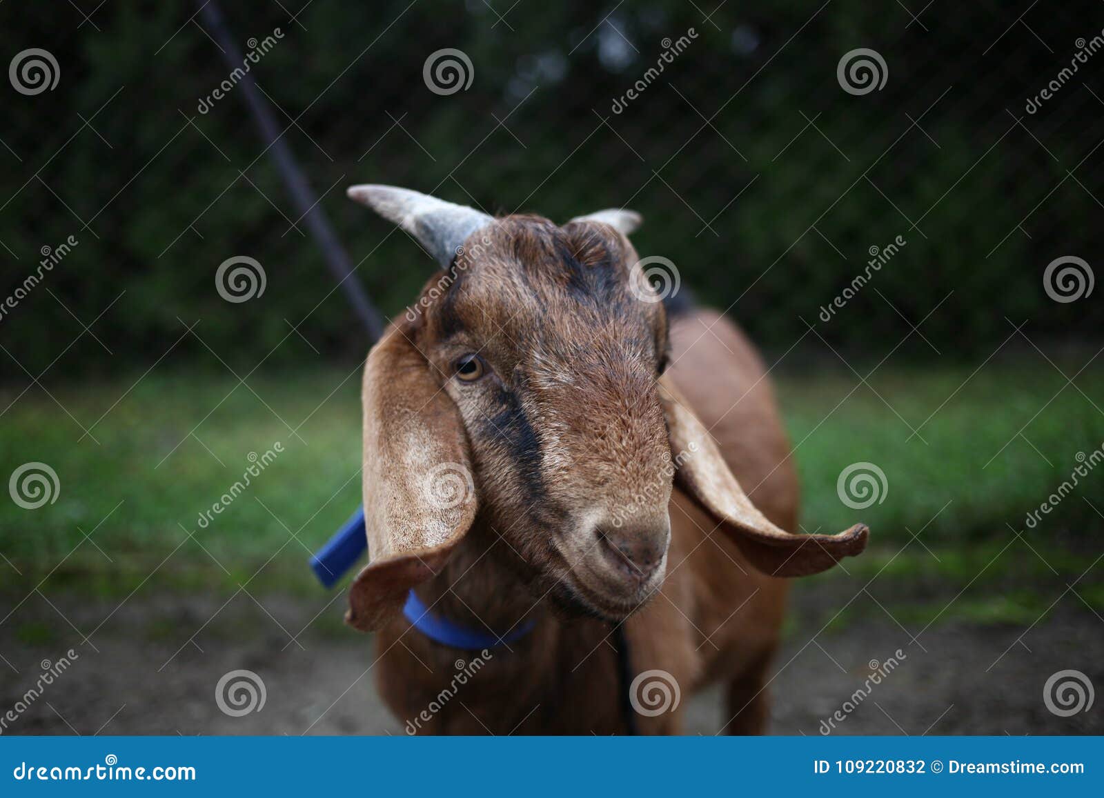 Brown goat portrait stock photo. Image of portrait, farm - 109220832