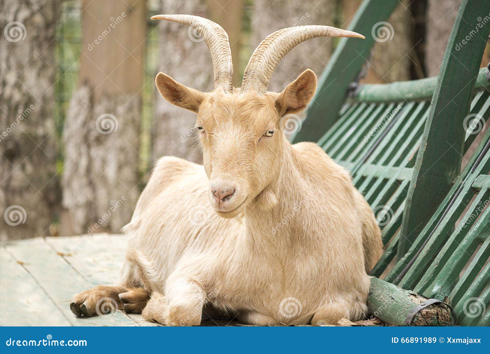 Brown goat stock image. Image of chair, portrait, mammals - 66891989