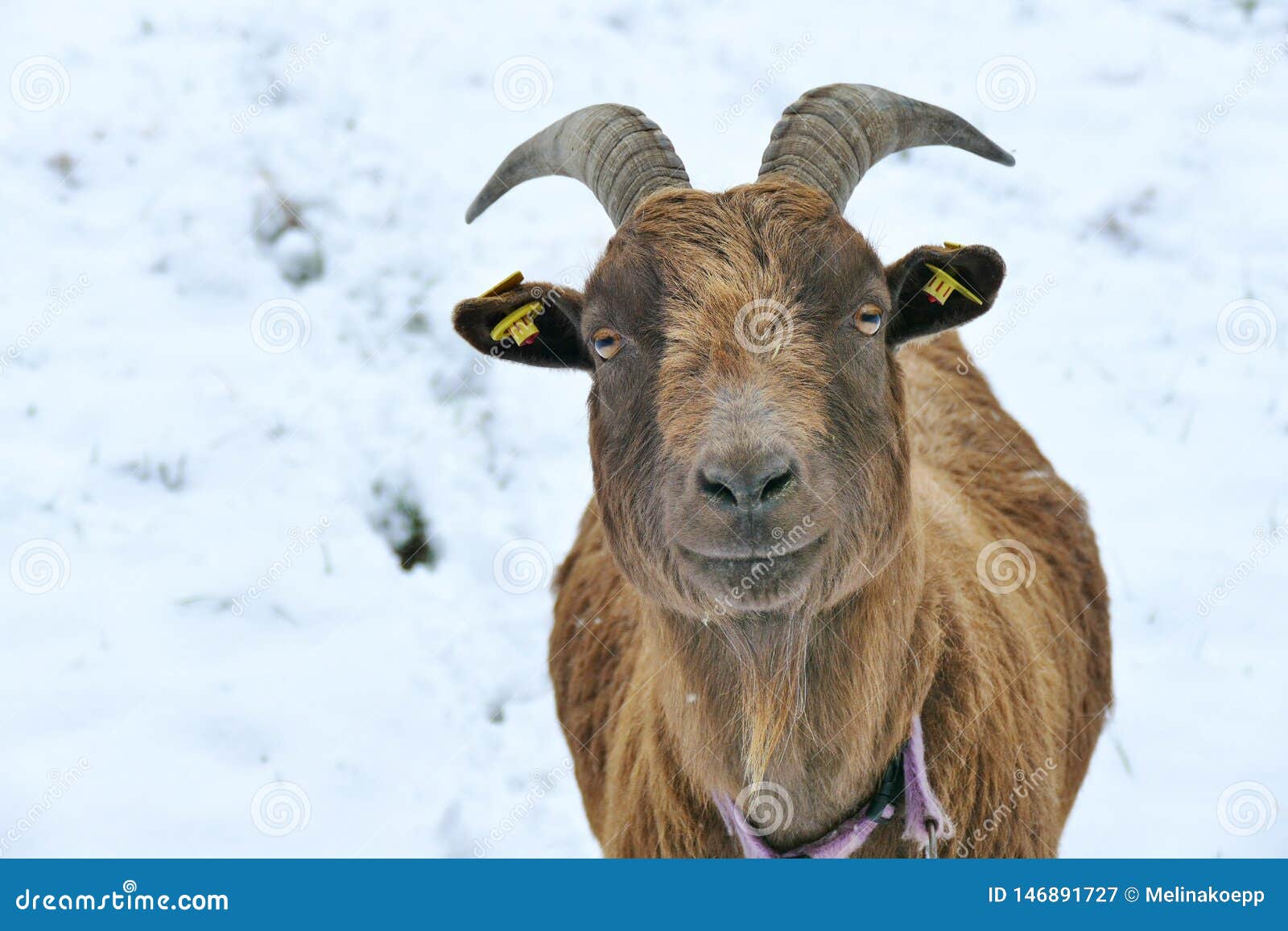 Brown Goat in Snowy Landscape Looking at the Camera Stock Image - Image ...