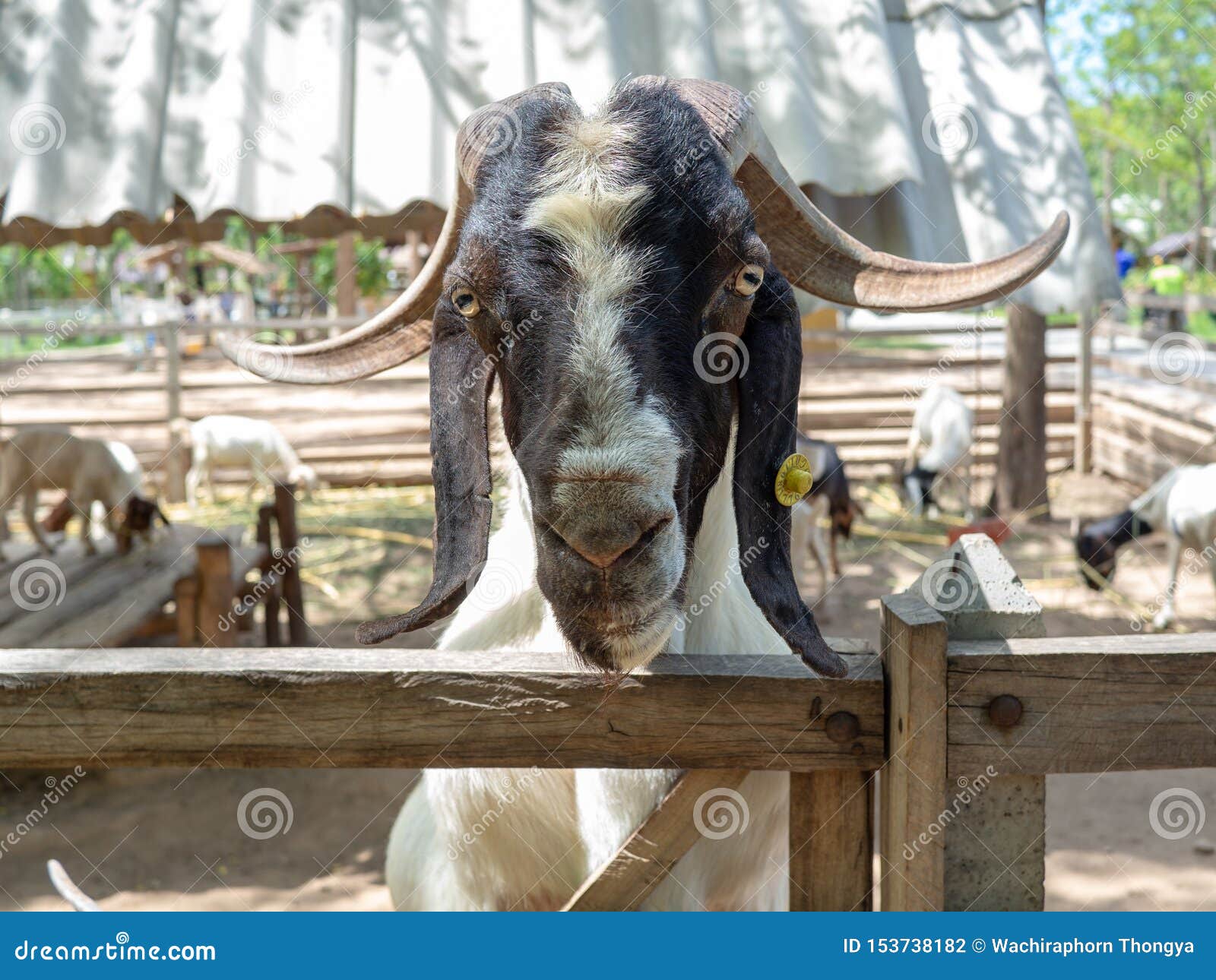 Brown Goat in a Stall, the Face of the Goat is Closer, Close Up Stock ...
