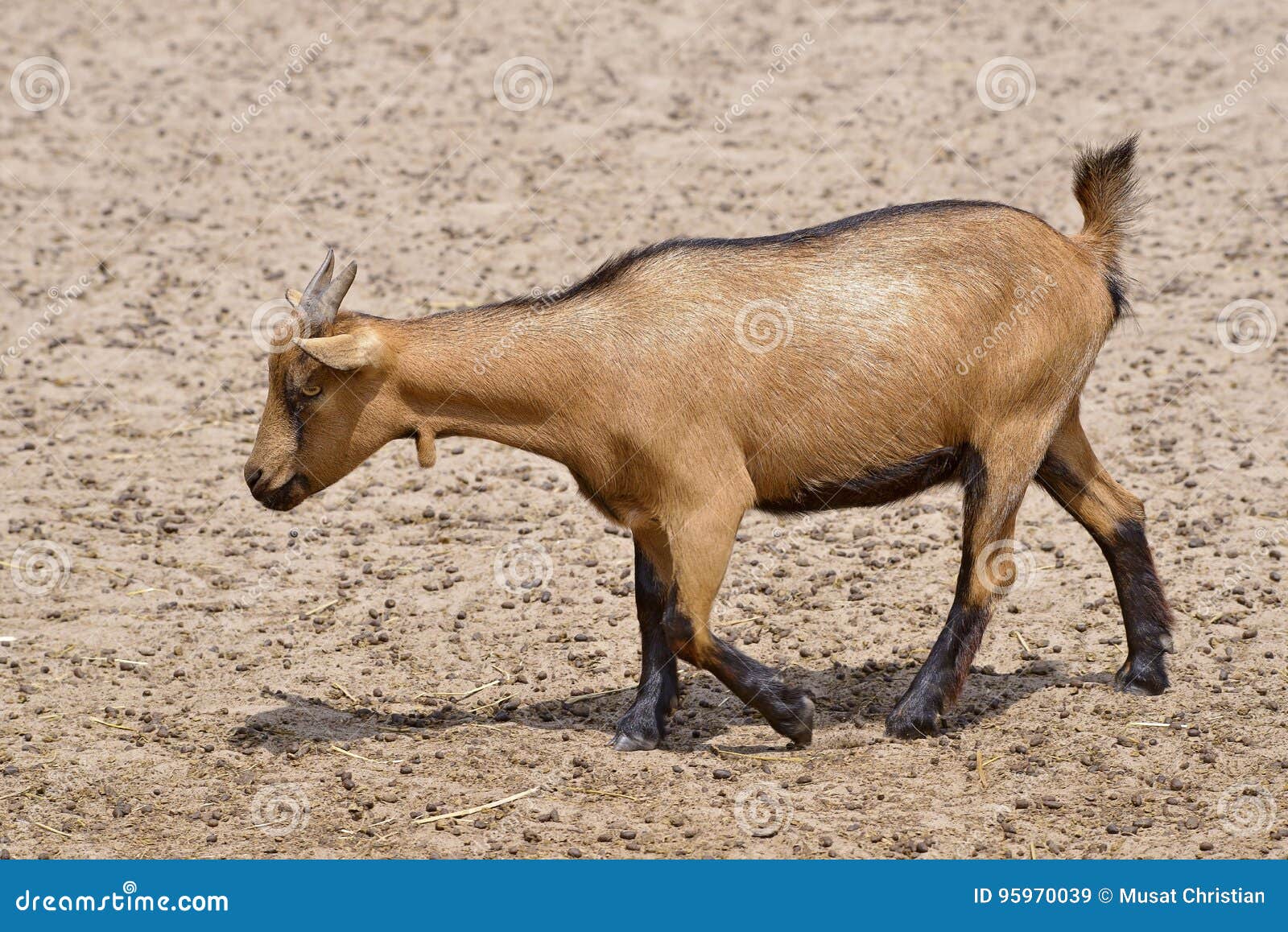 Brown goat walking stock image. Image of aegagrus, tail - 95970039