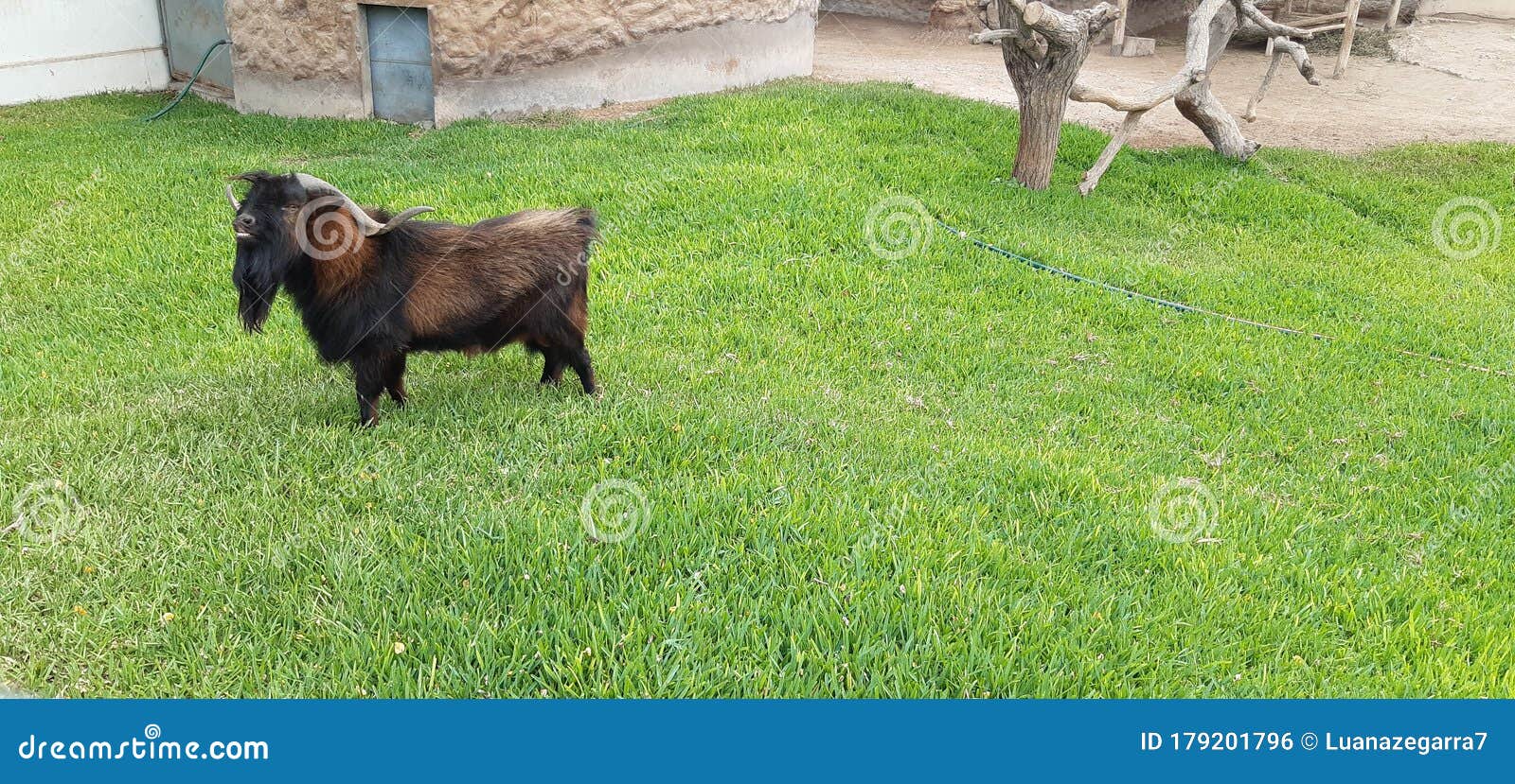 Brown goat in Lima Peru stock photo. Image of goat, nhippopotamus ...