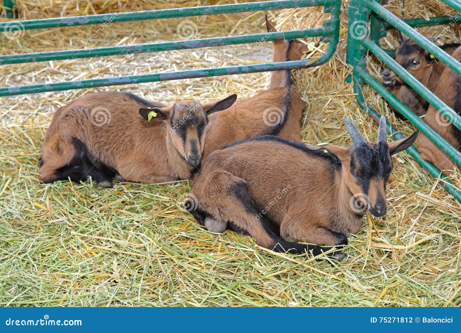 Brown Goats stock photo. Image of goats, domestic, goat - 75271812