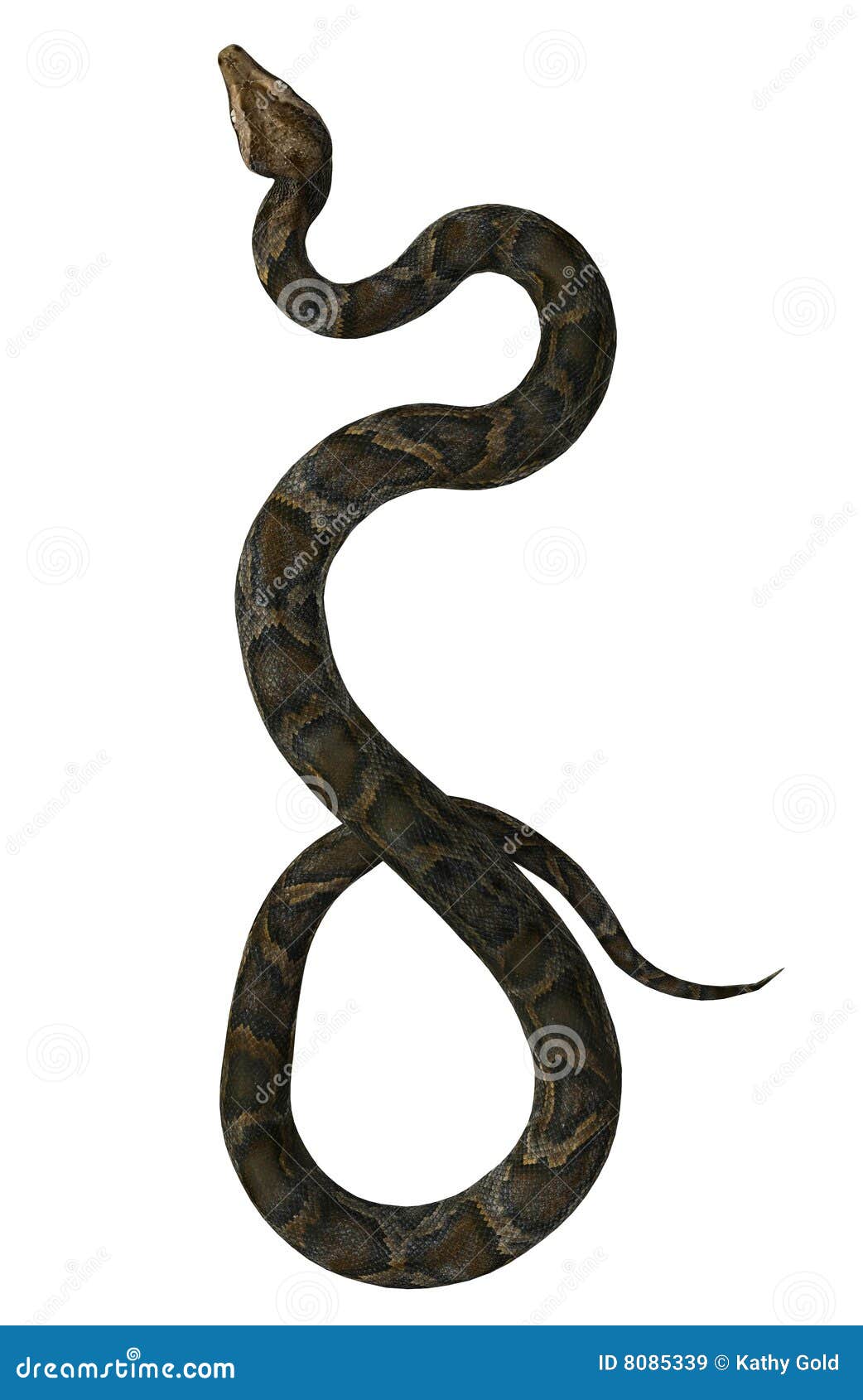 Brown Gold Coiled Snake 300 Dpi Stock Illustration - Illustration of ...