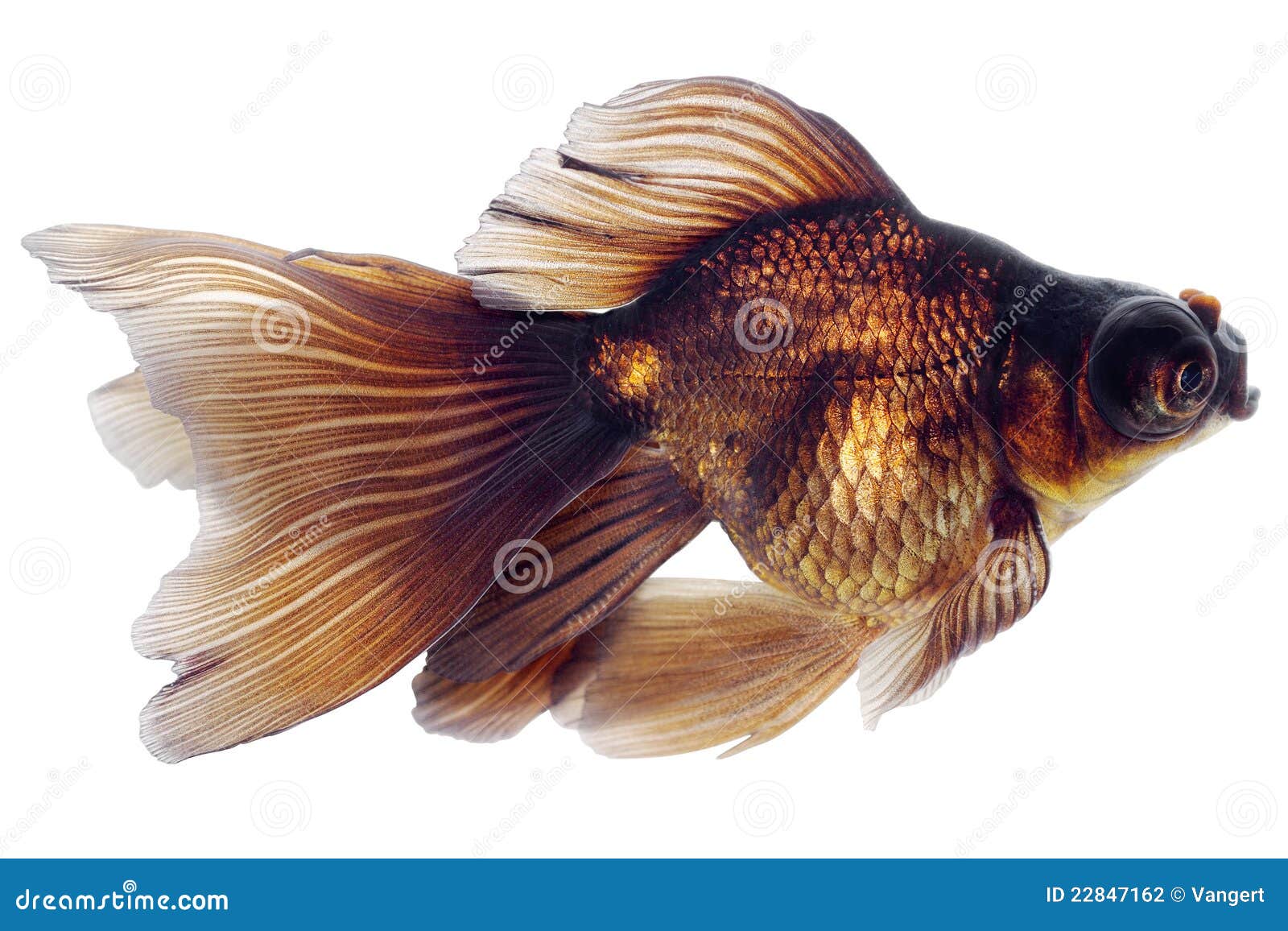 Brown Goldfish on White without Shade Stock Photo - Image of gold ...
